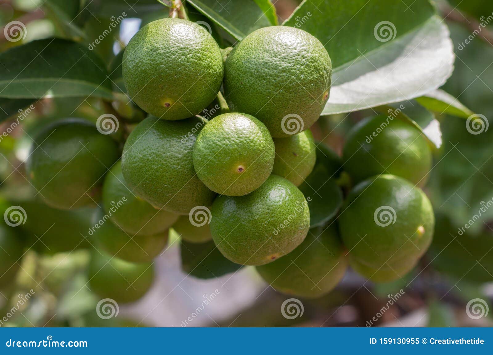 Frutas De Lima Verde En La Planta Imagen de archivo - Imagen de fruta ...