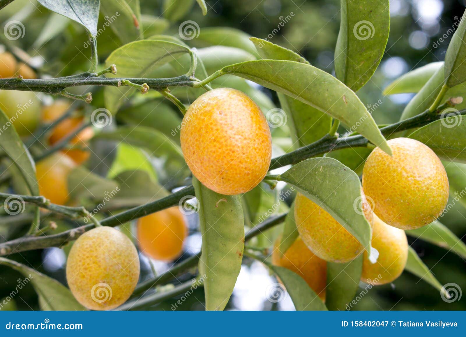 Frutas de mandarina china imagen de archivo. Imagen de asia - 158402047