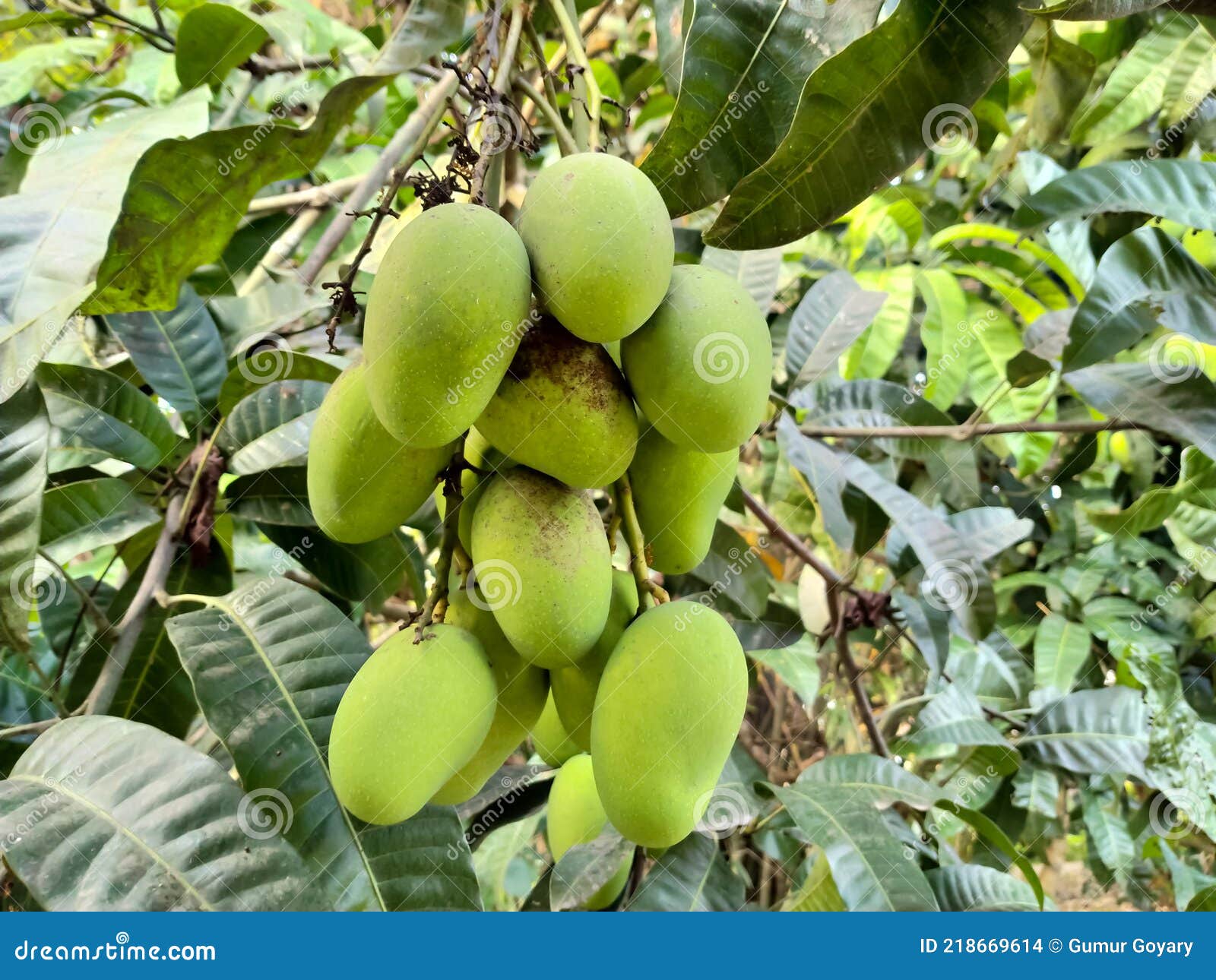 Frutas De Mango Indio Y Hojas Verdes Naturales Foto de archivo - Imagen ...
