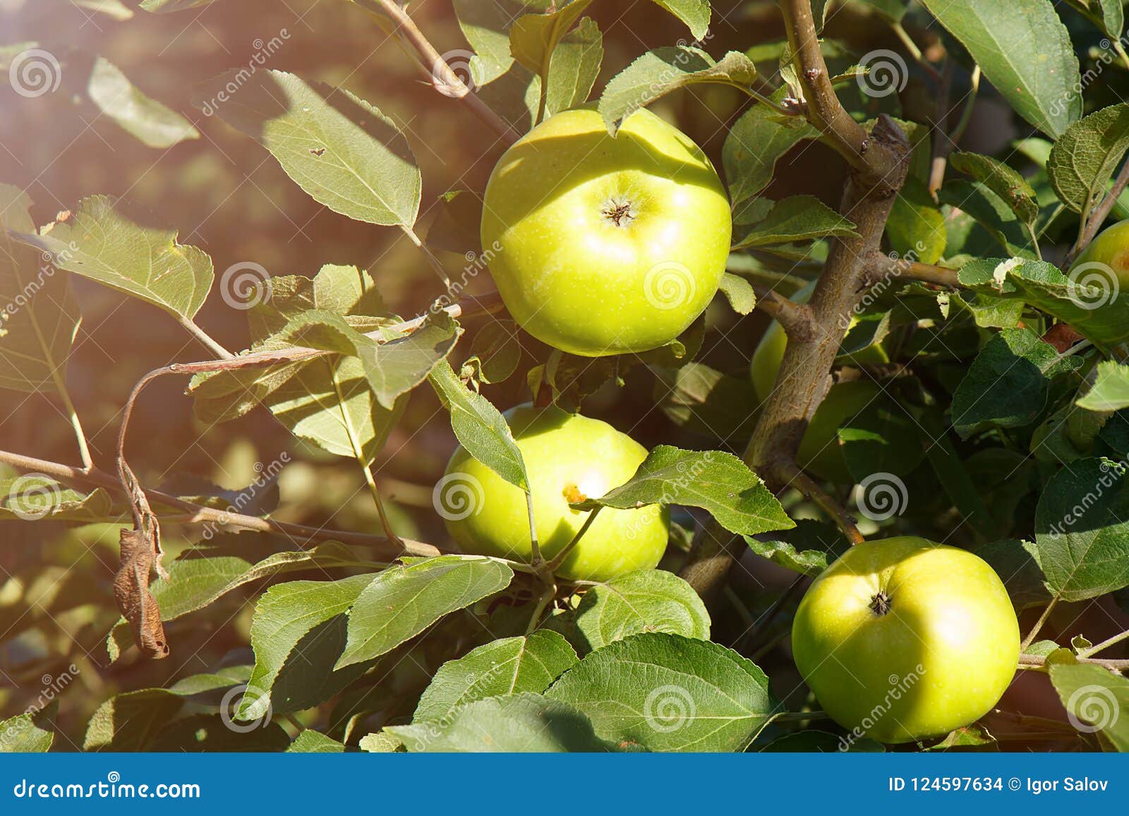 Frutas De Un Manzano Bajo Rayos Del Sol Foto de archivo - Imagen de ...