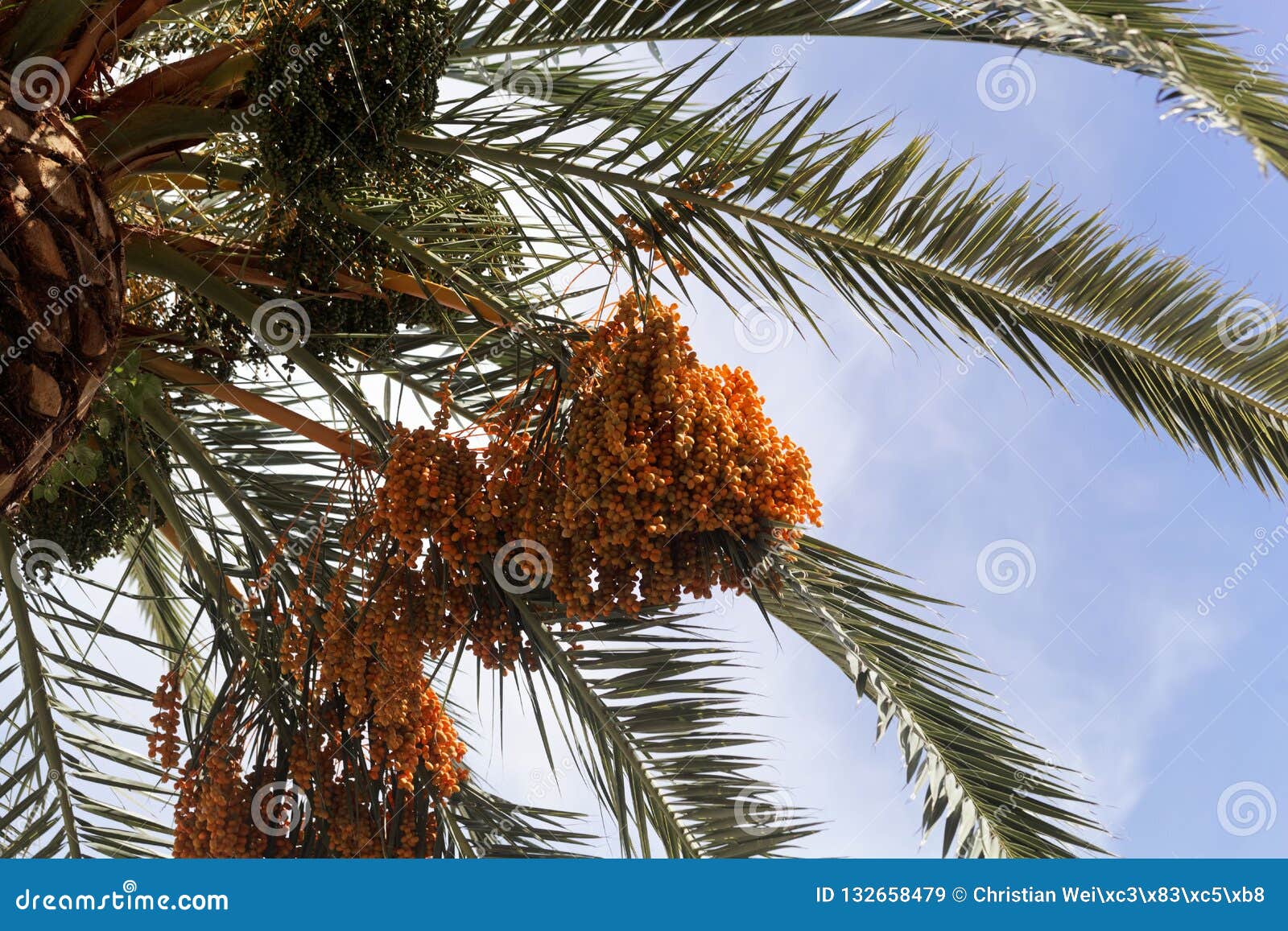 Frutas De Una Palma Datilera Phoenix Dactylifera Imagen de archivo ...