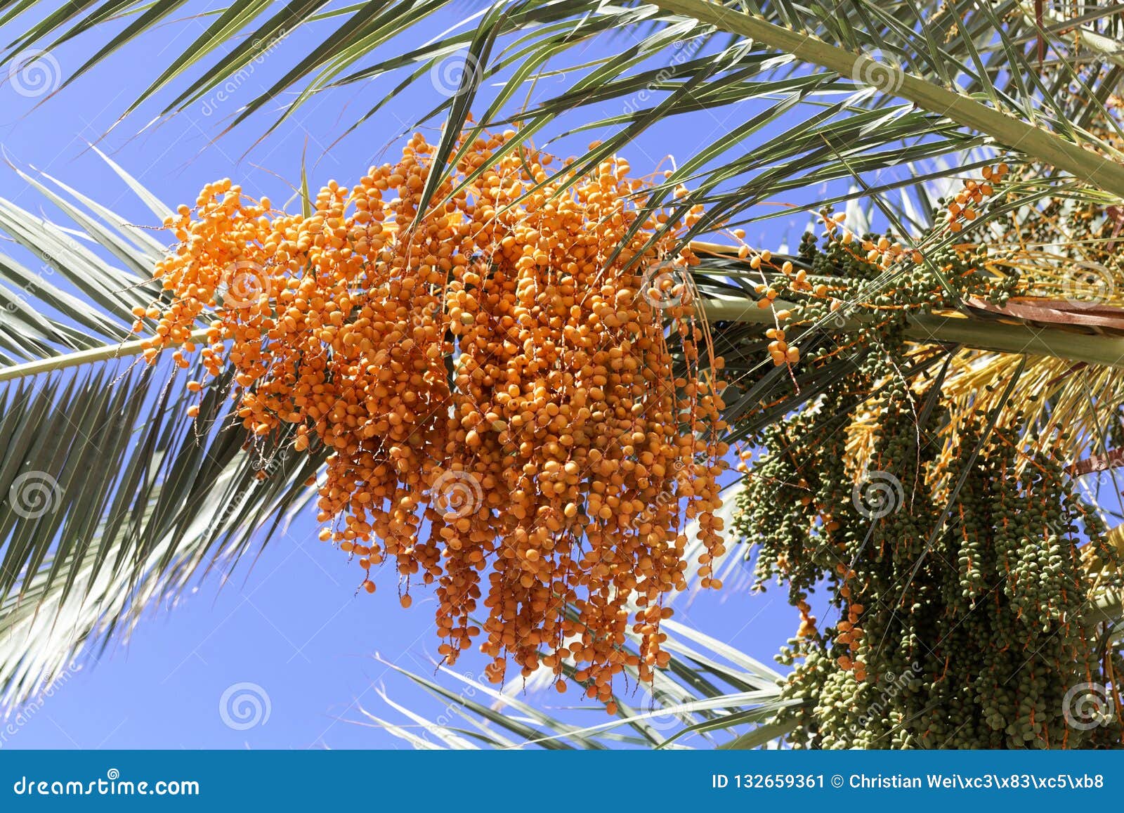 Frutas De Una Palma Datilera Phoenix Dactylifera Imagen de archivo ...