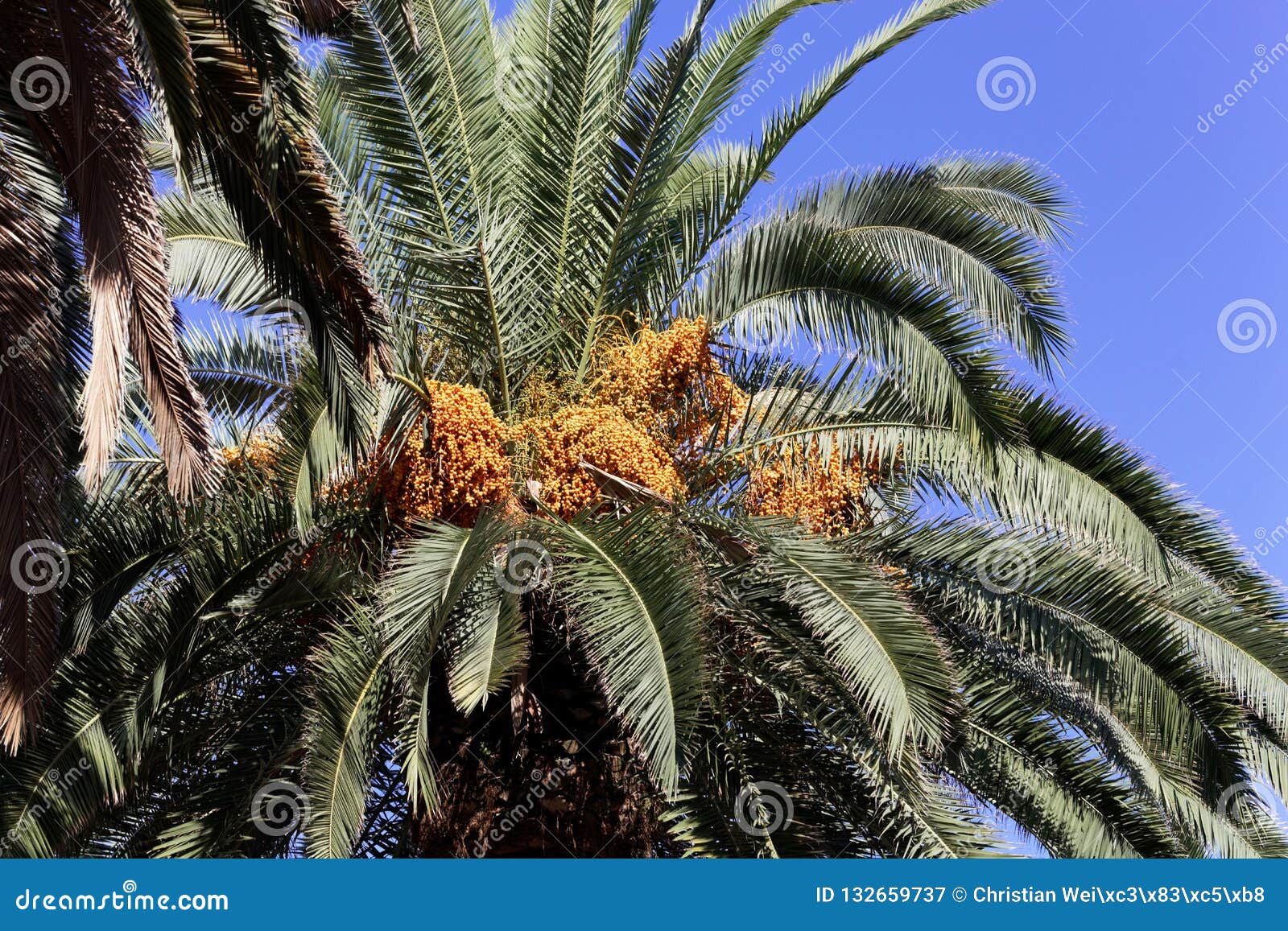 Frutas De Una Palma Datilera Phoenix Dactylifera Imagen de archivo ...