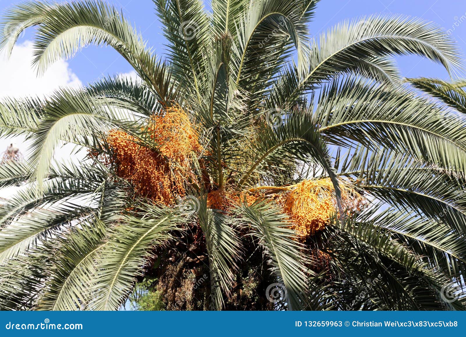 Frutas De Una Palma Datilera Phoenix Dactylifera Imagen de archivo ...