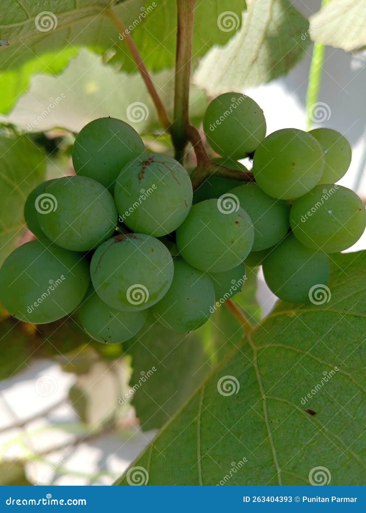 Frutas de uva verde imagen de archivo. Imagen de perenne - 263404393