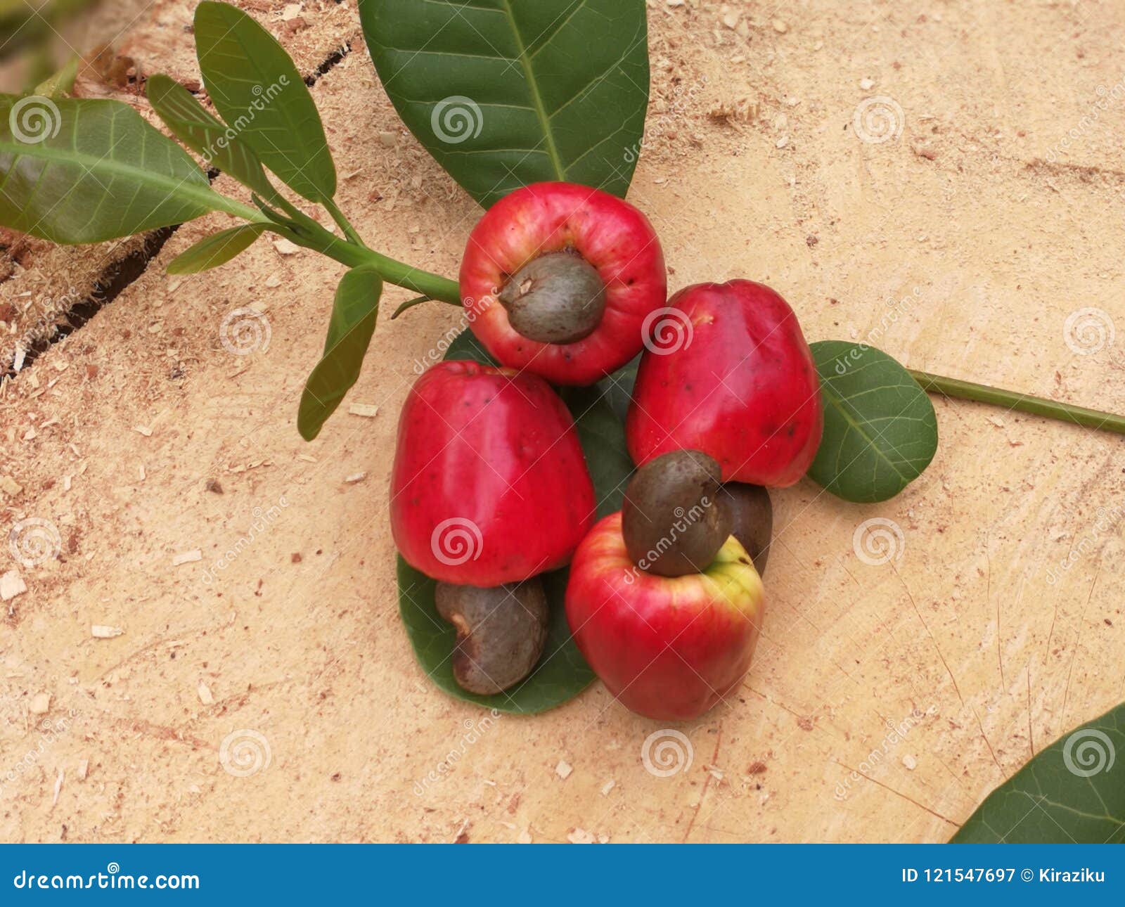 Frutas del anacardo imagen de archivo. Imagen de negro - 121547697