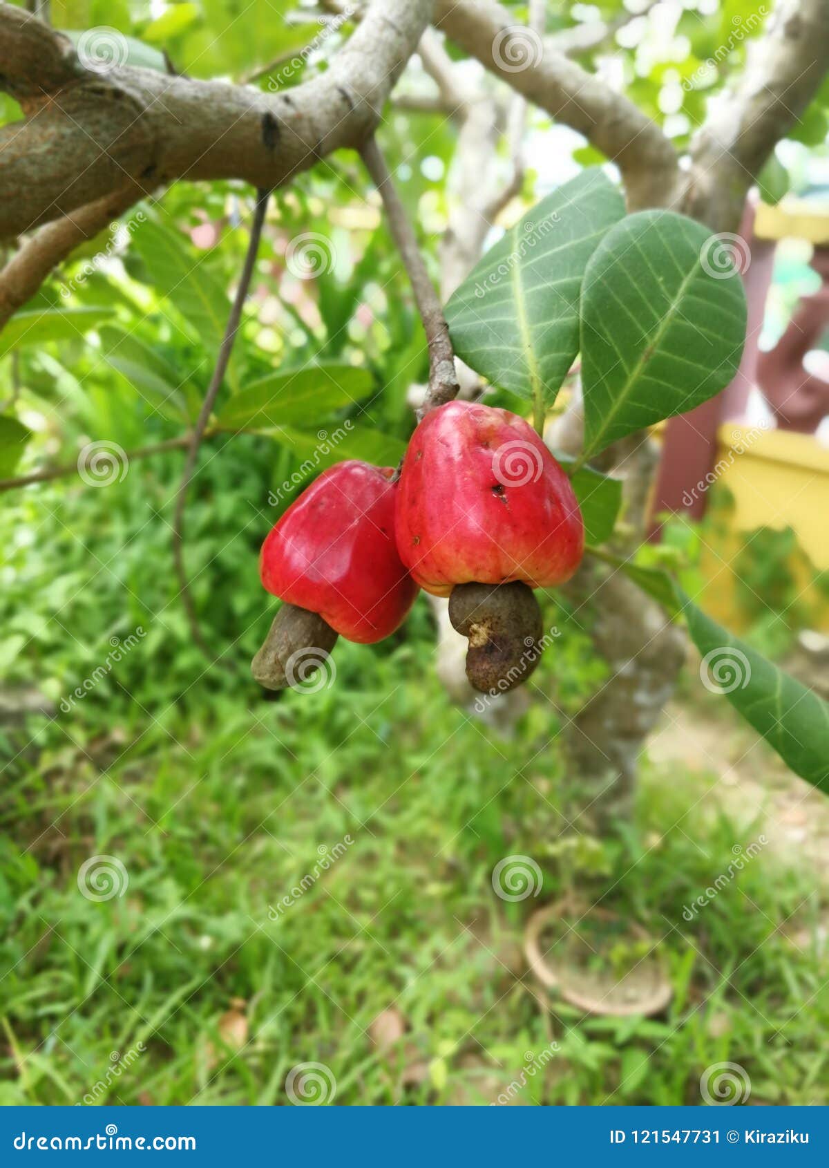 Frutas del anacardo imagen de archivo. Imagen de negro - 121547731