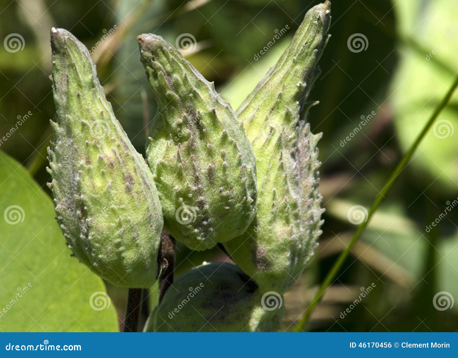 3 frutas del asclepiade foto de archivo. Imagen de planta - 46170456