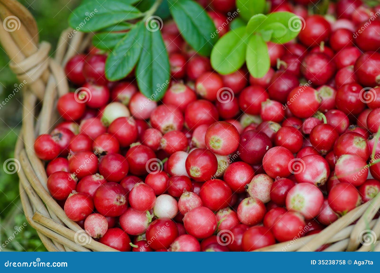 Frutas Del Bosque (bayas) En Cesta Foto de archivo - Imagen de fresco ...