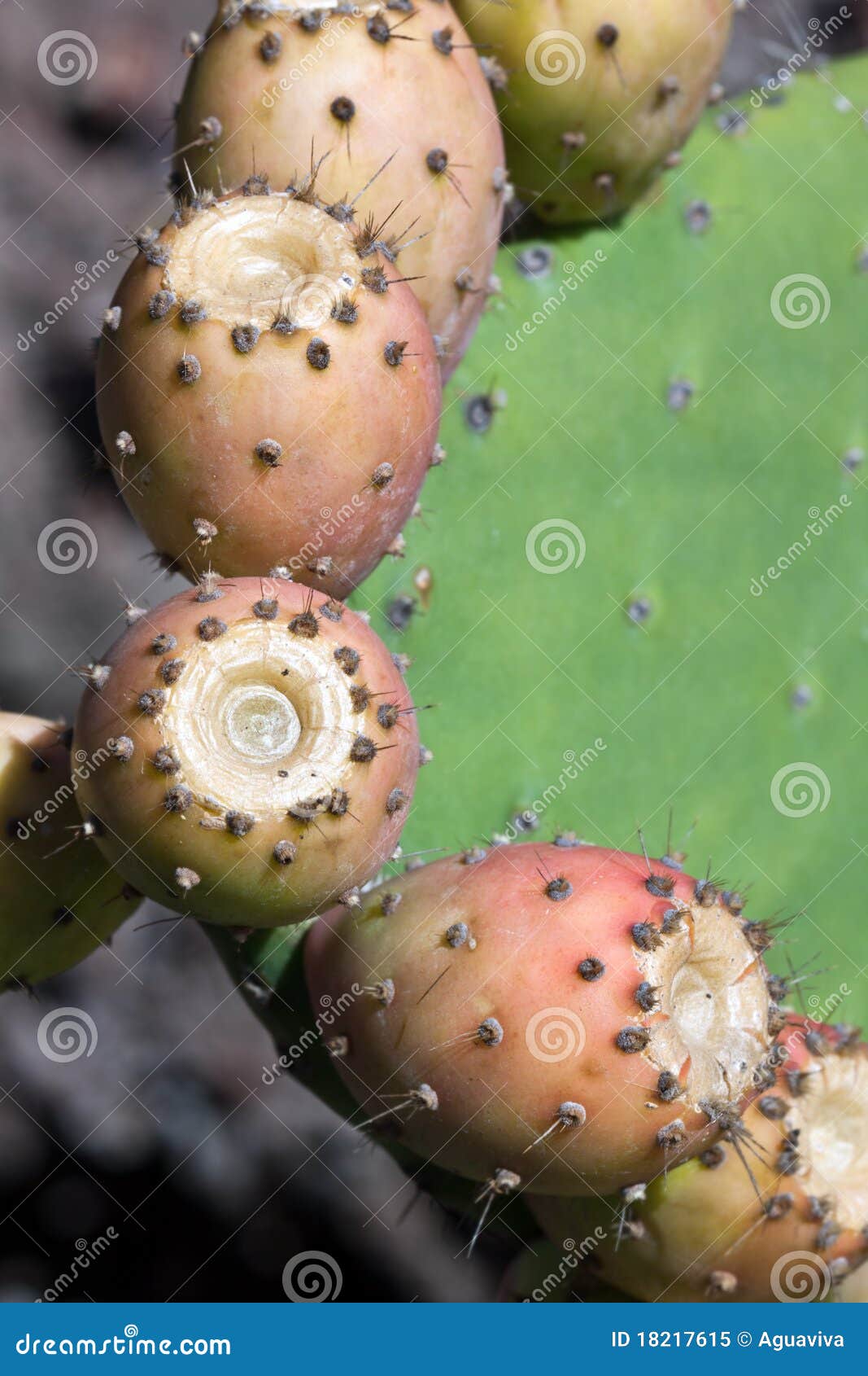 Frutas del cacto imagen de archivo. Imagen de alimento - 18217615
