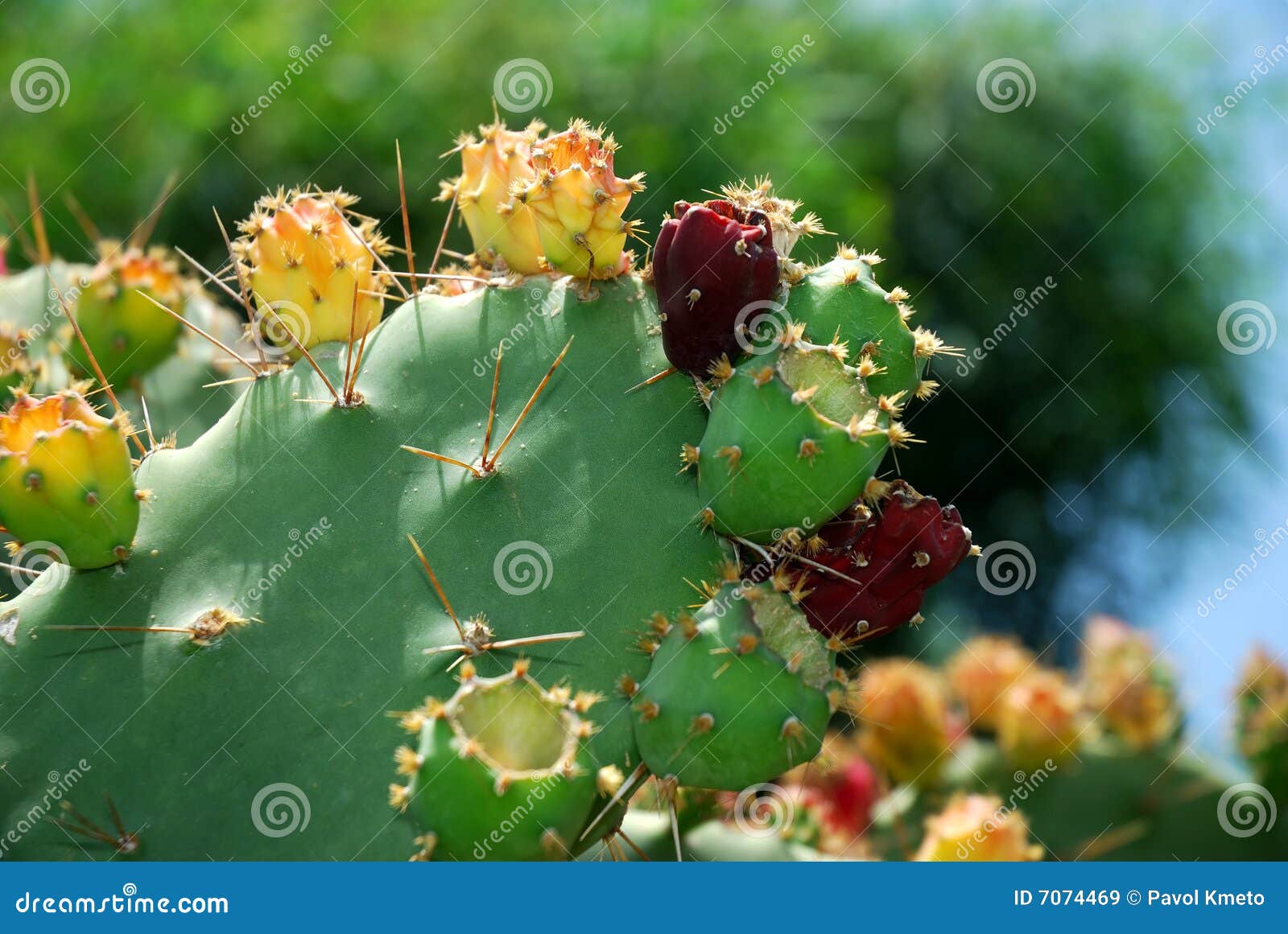 Frutas del cacto imagen de archivo. Imagen de travieso - 7074469