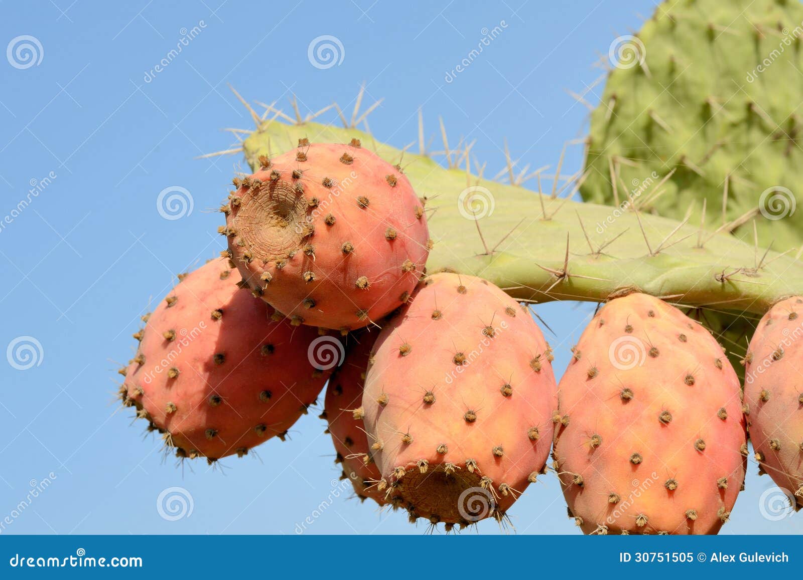 Frutas del cactus imagen de archivo. Imagen de verde - 30751505