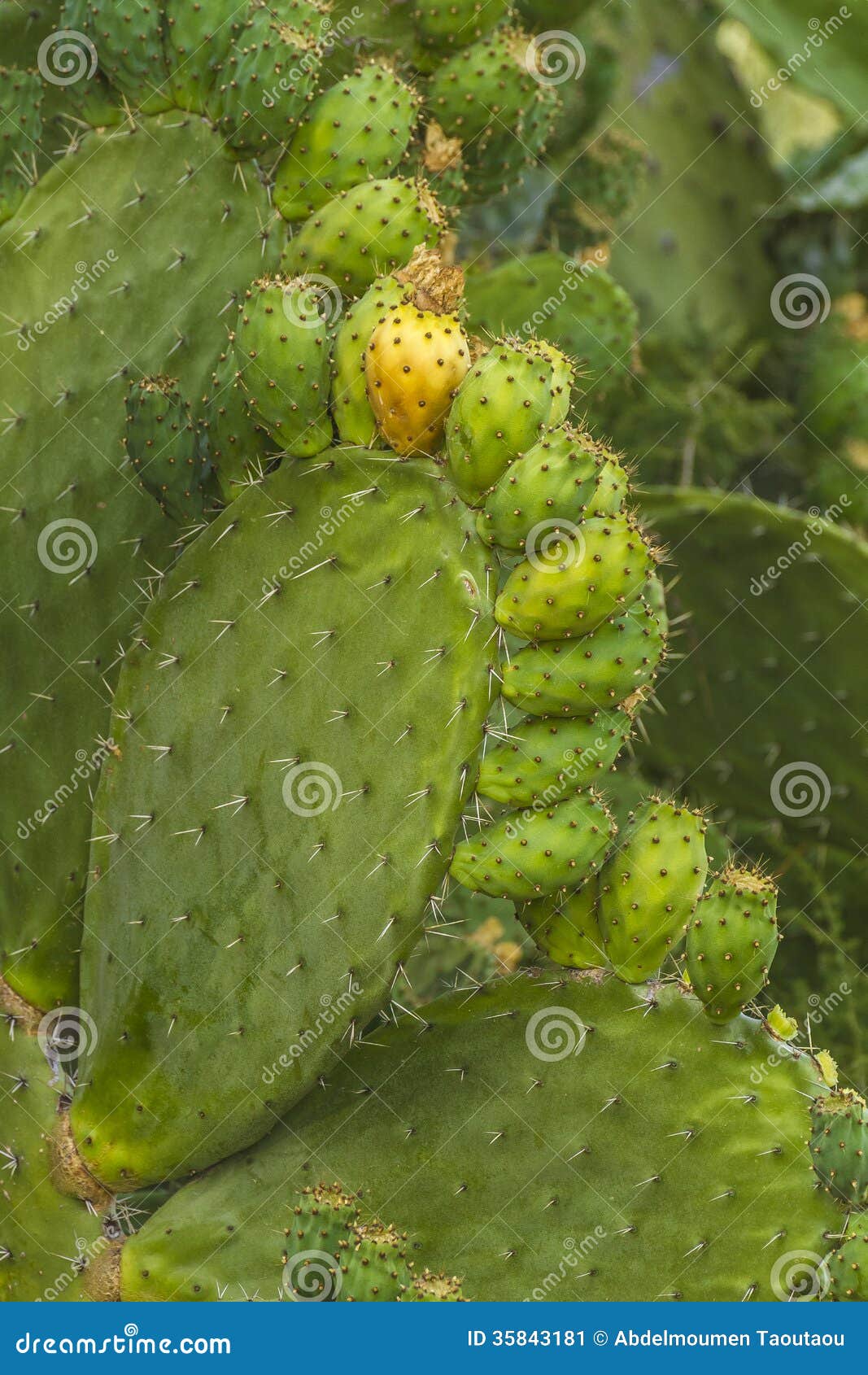 Frutas del cactus imagen de archivo. Imagen de verde - 35843181
