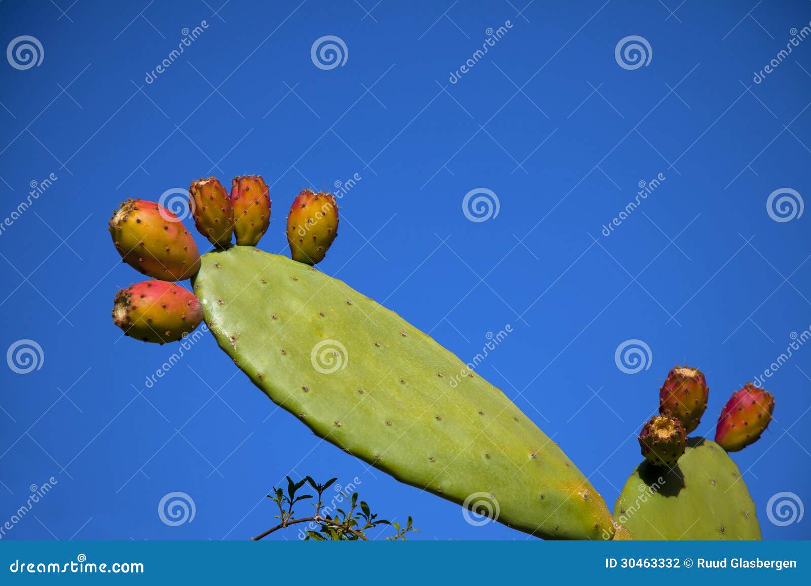 Frutas Del Cactus De La Opuntia Foto de archivo - Imagen de planta ...