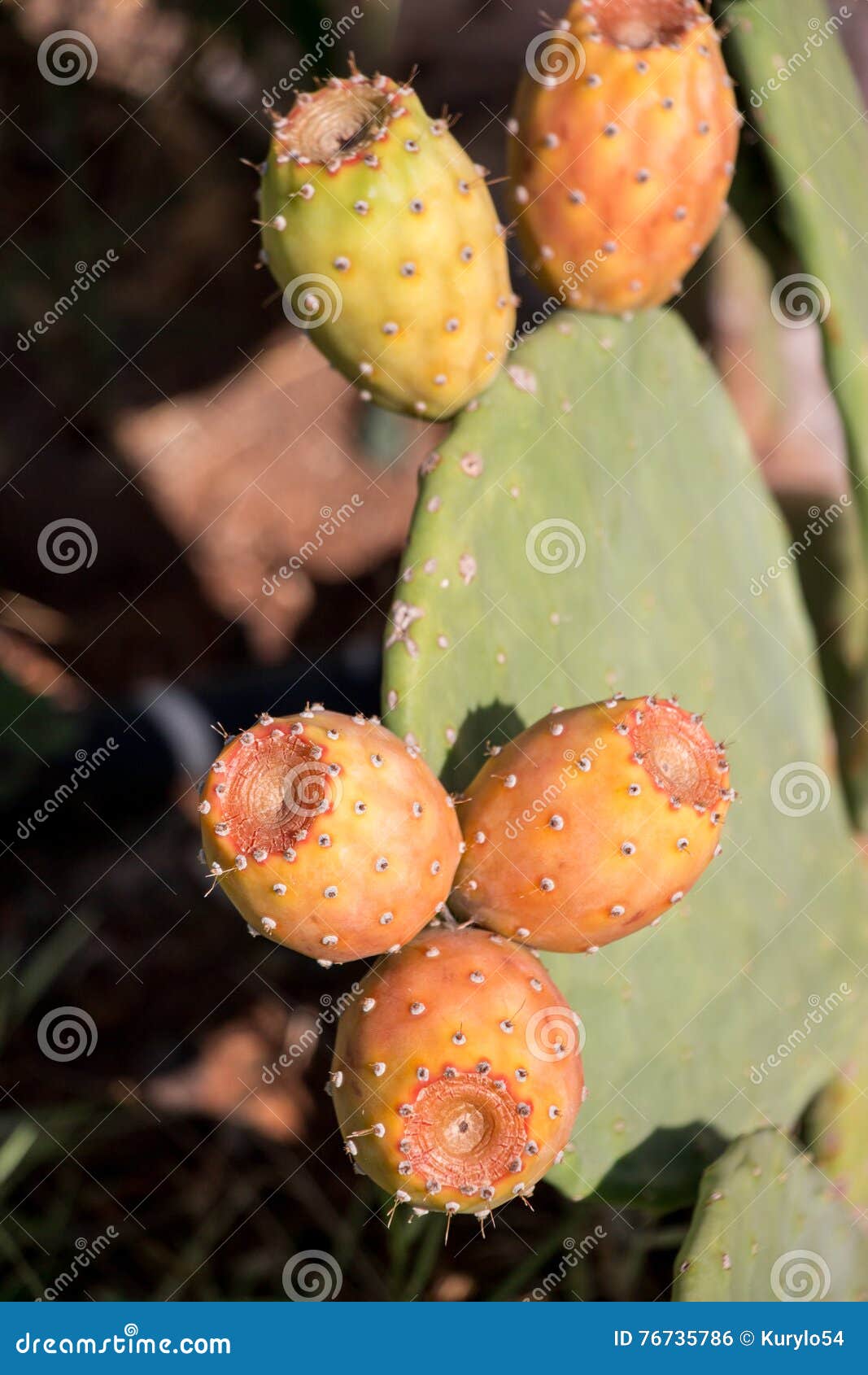 Frutas Del Cactus Del Higo Chumbo Foto de archivo - Imagen de ...