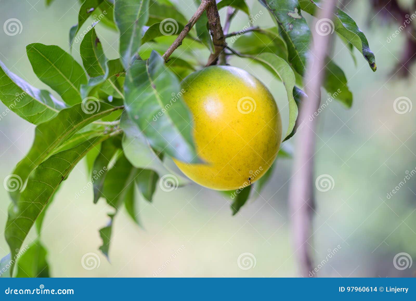 Frutas Del Caimito De Abiu O Del Pouteria Foto de archivo - Imagen de ...