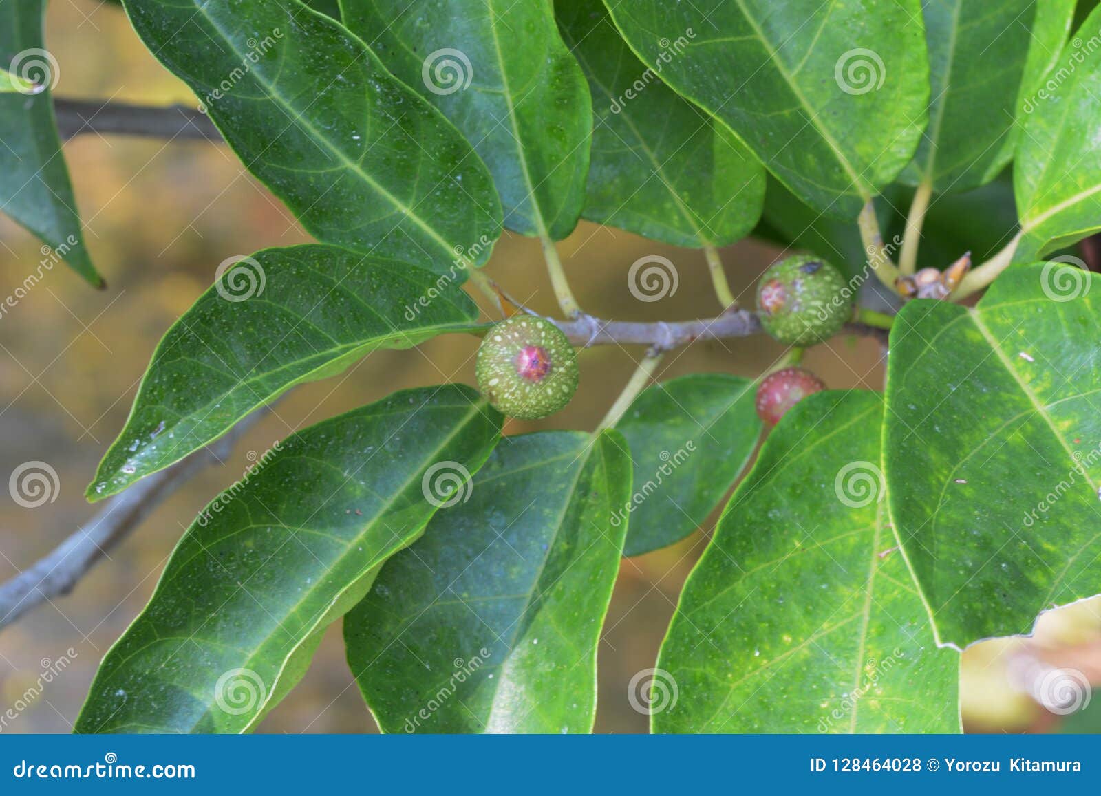 Frutas Del Erecta De Los Ficus Foto de archivo - Imagen de blanco ...