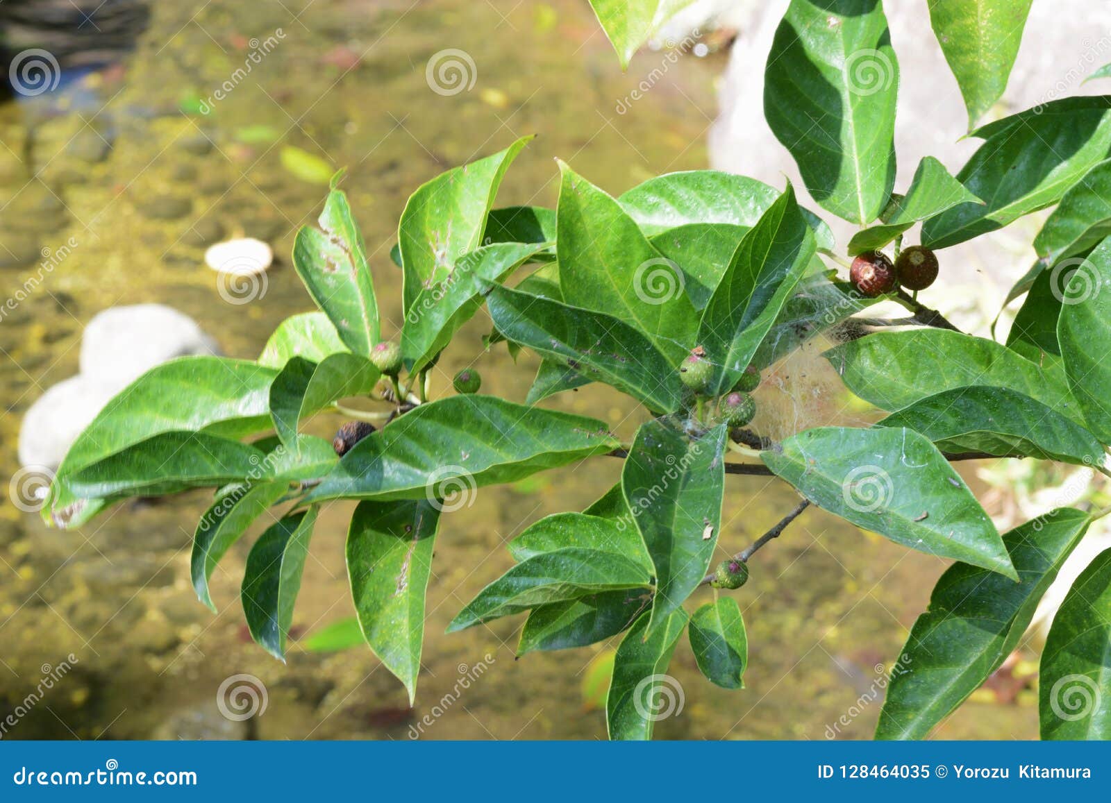 Frutas Del Erecta De Los Ficus Imagen de archivo - Imagen de rojo ...