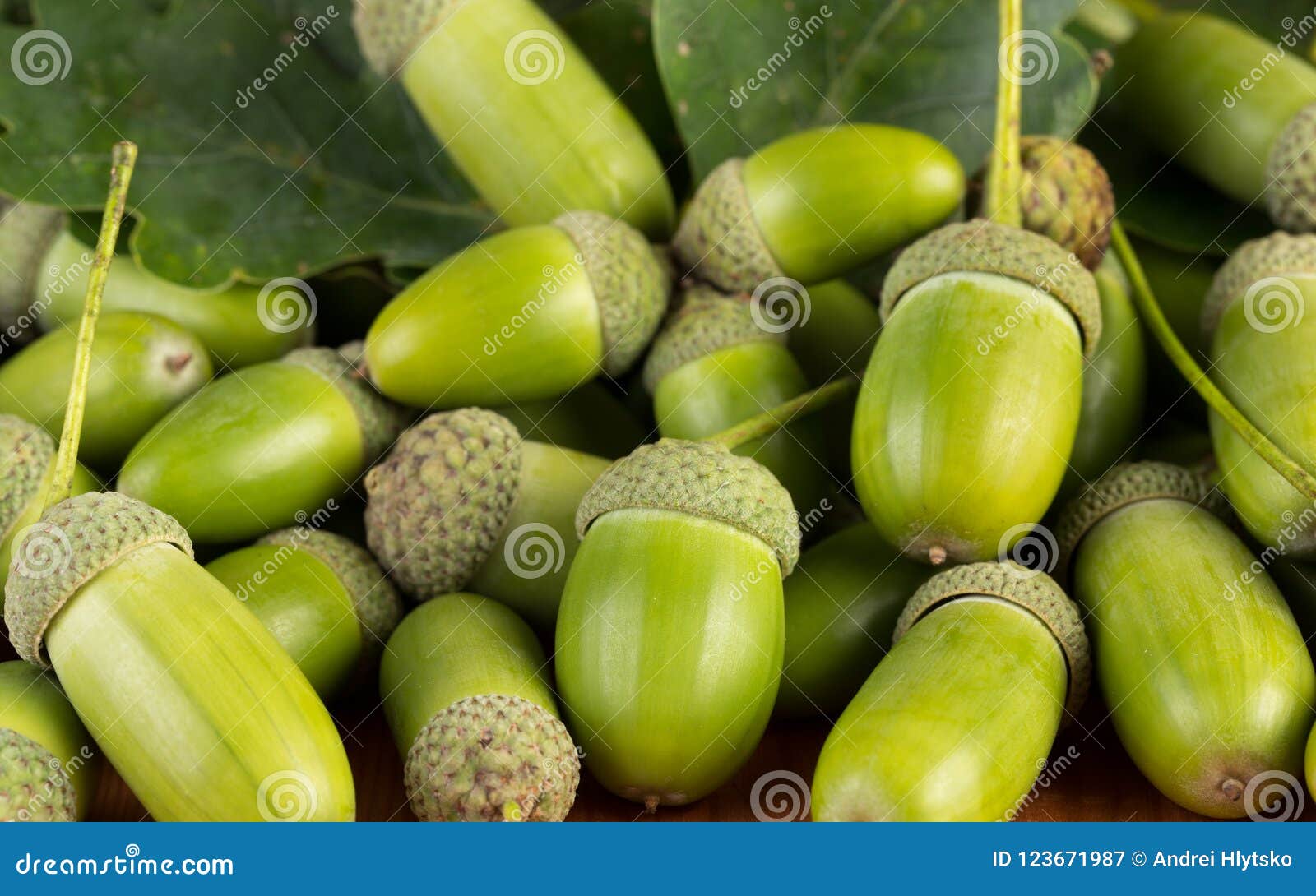 Frutas del roble imagen de archivo. Imagen de fondo - 123671987