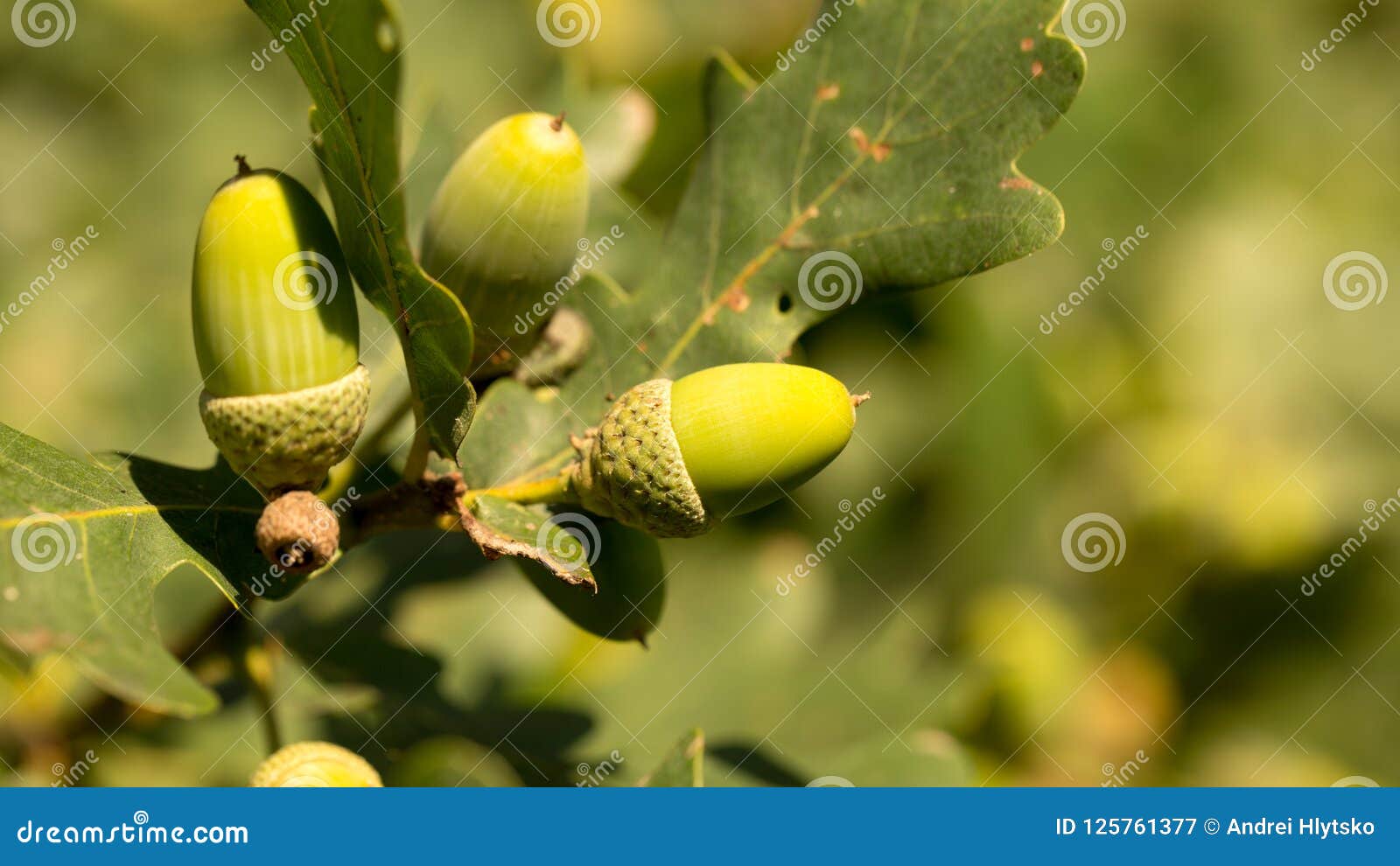 Frutas del roble imagen de archivo. Imagen de follaje - 125761377