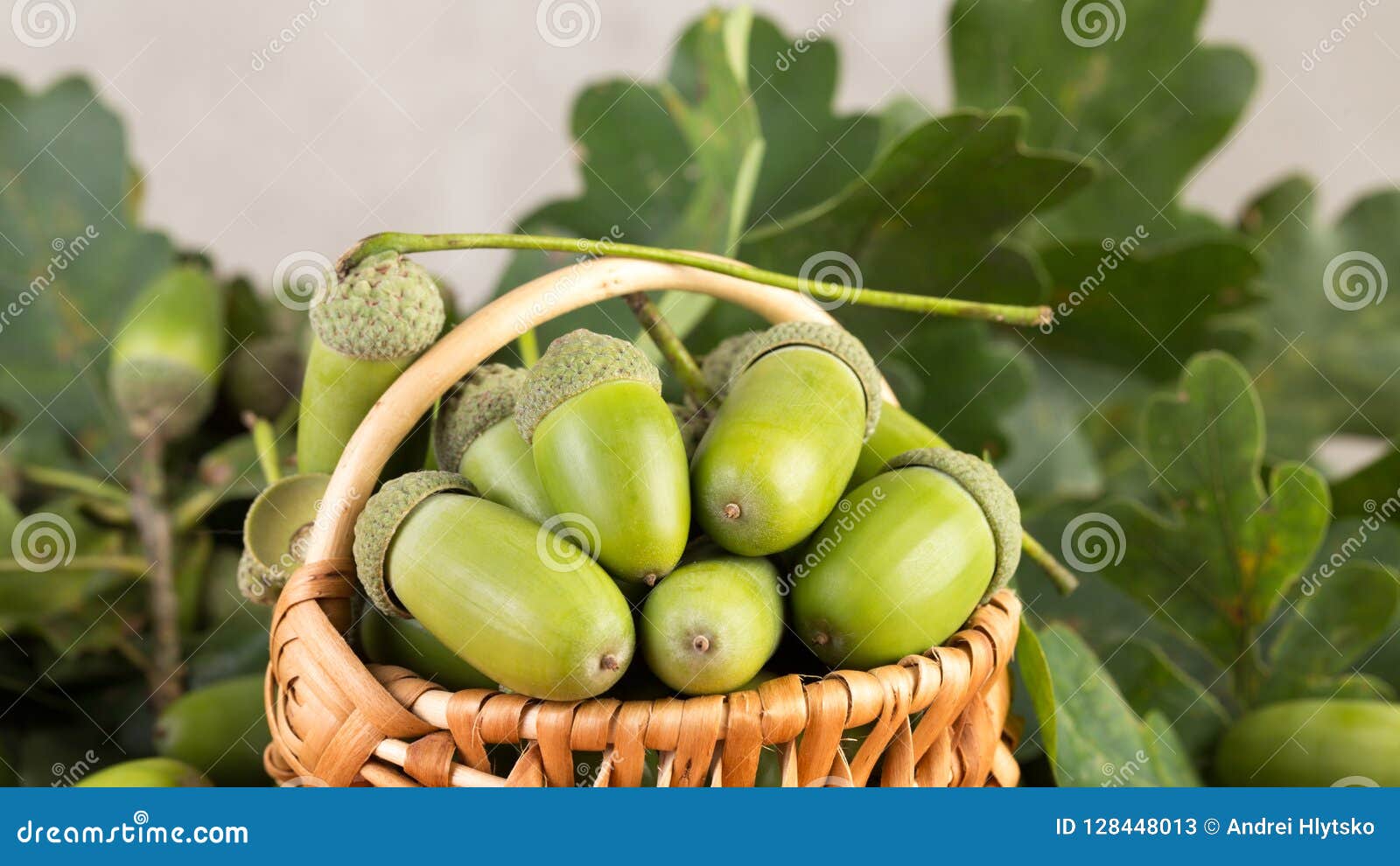 Frutas del roble imagen de archivo. Imagen de cubo, grupo - 128448013