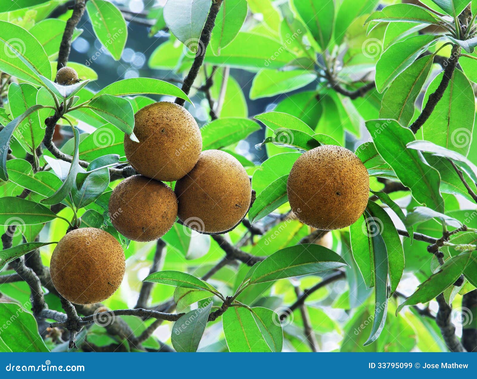Frutas del zapote imagen de archivo. Imagen de dulce - 33795099