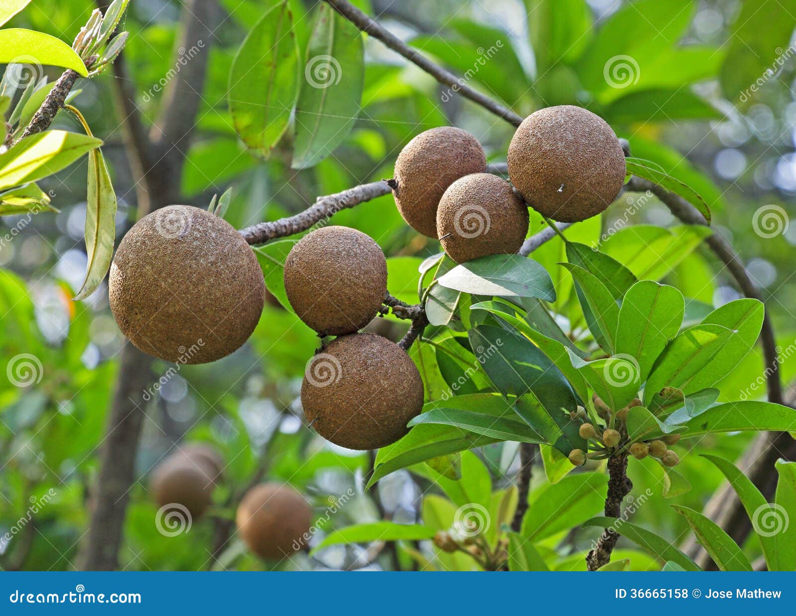 Frutas del zapote foto de archivo. Imagen de fruta, cubo - 36665158