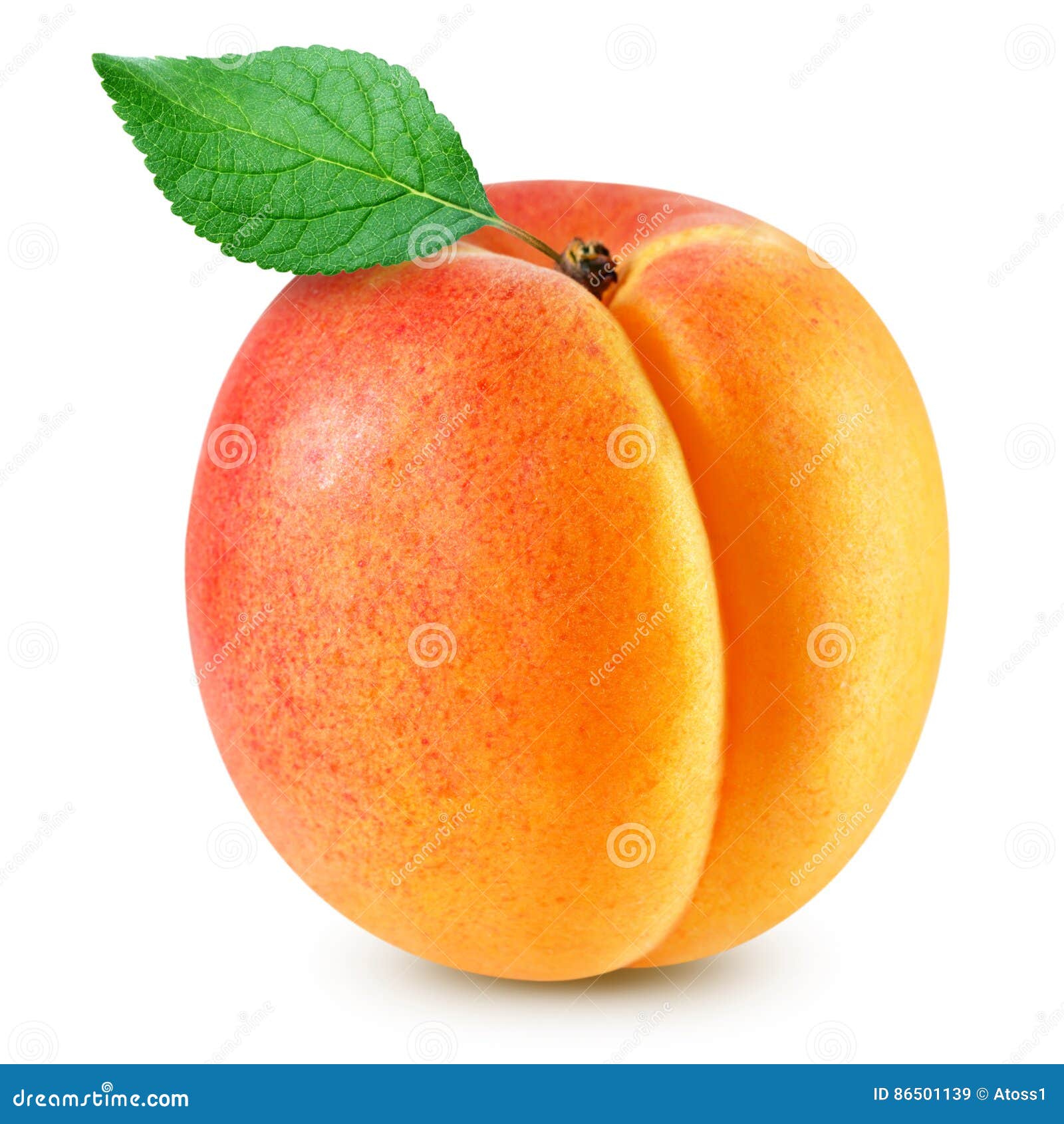 Frutas do alperce isoladas imagem de stock. Imagem de frutas - 86501139