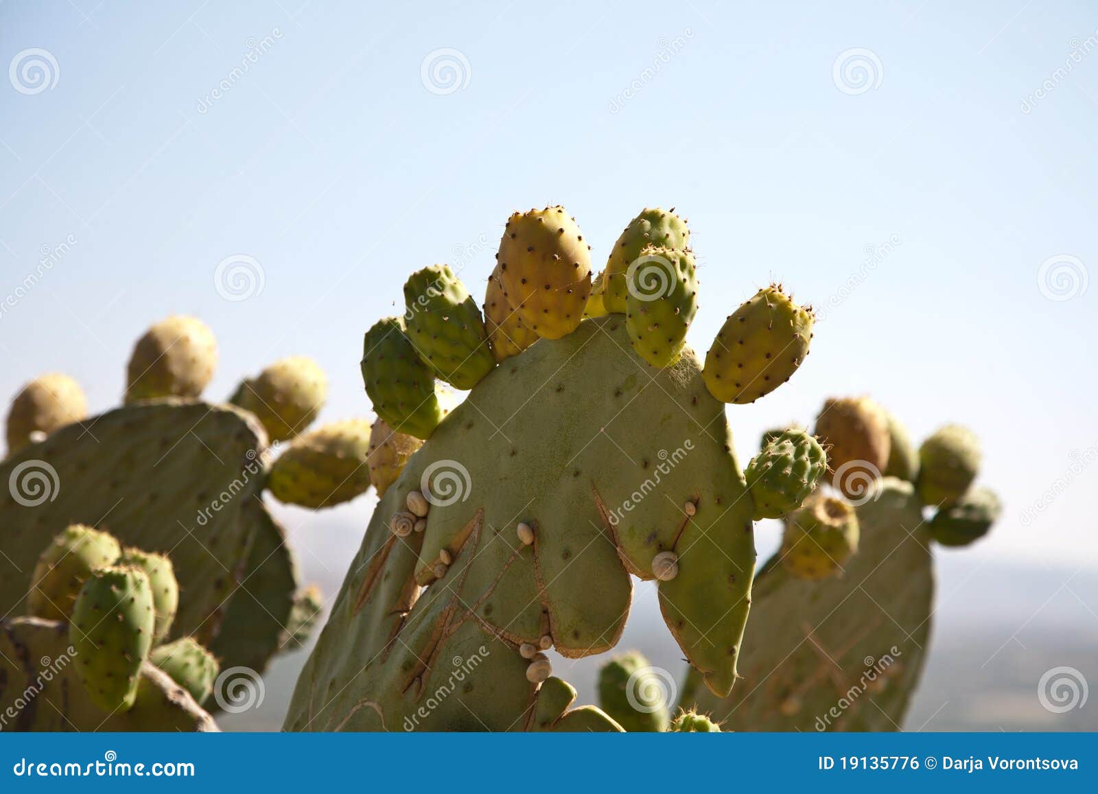 Frutas do cacto foto de stock. Imagem de tropical, deserto - 19135776