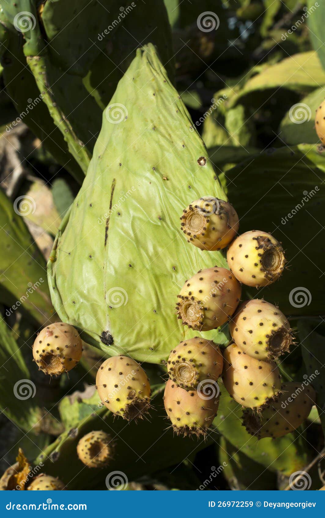 Frutas do cacto imagem de stock. Imagem de nave, quente - 26972259