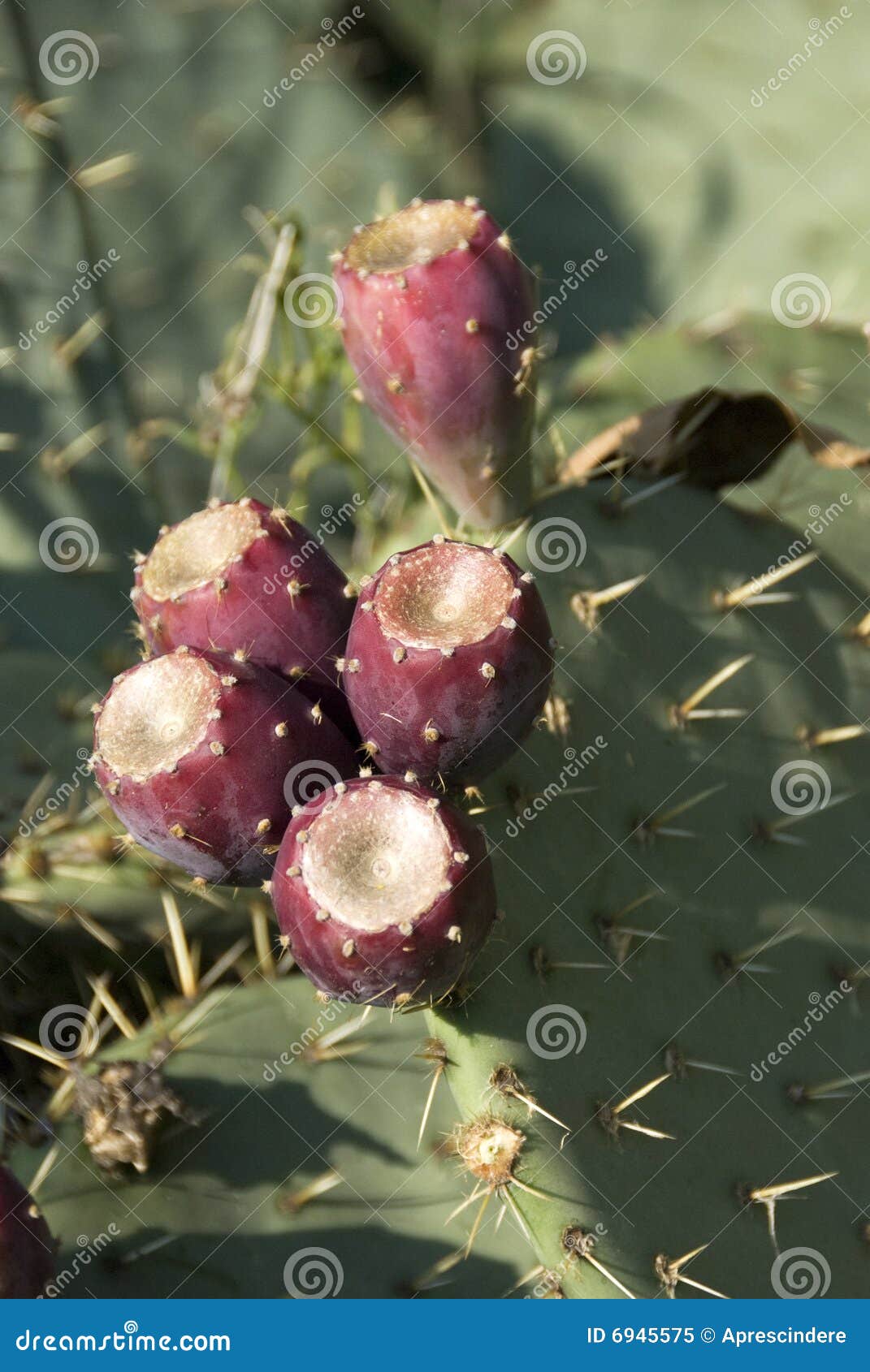 Frutas do cacto imagem de stock. Imagem de cacto, ponto - 6945575