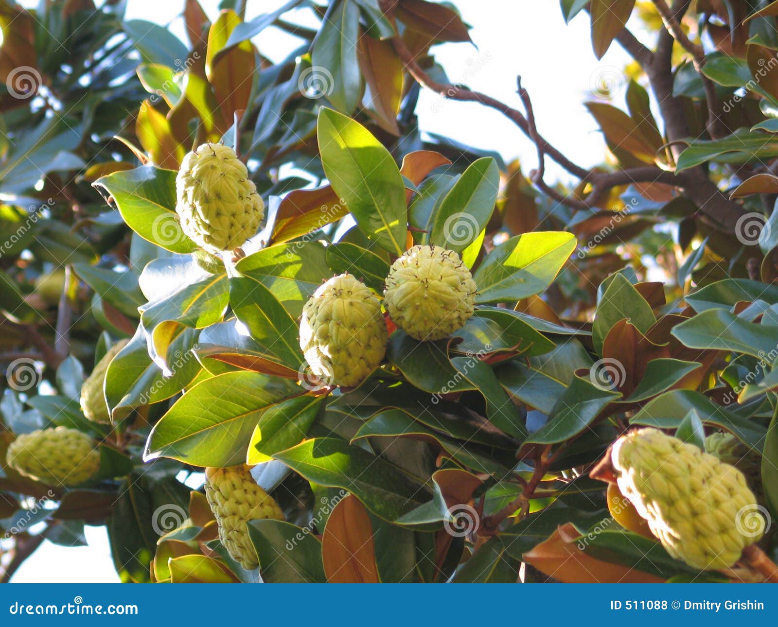 Frutas do Magnolia foto de stock. Imagem de folha, folhas - 511088