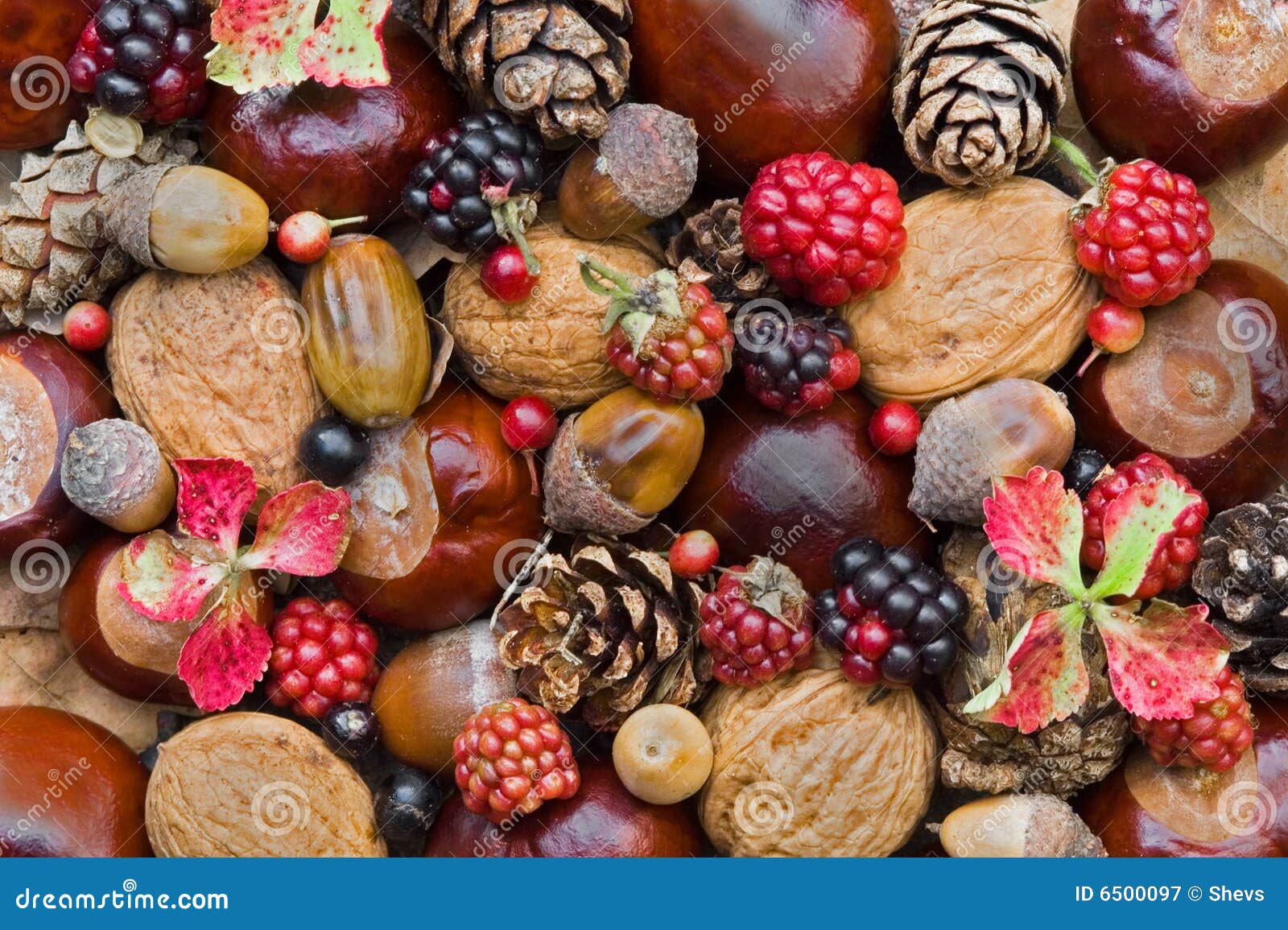 Frutas do outono imagem de stock. Imagem de castanha, floral - 6500097