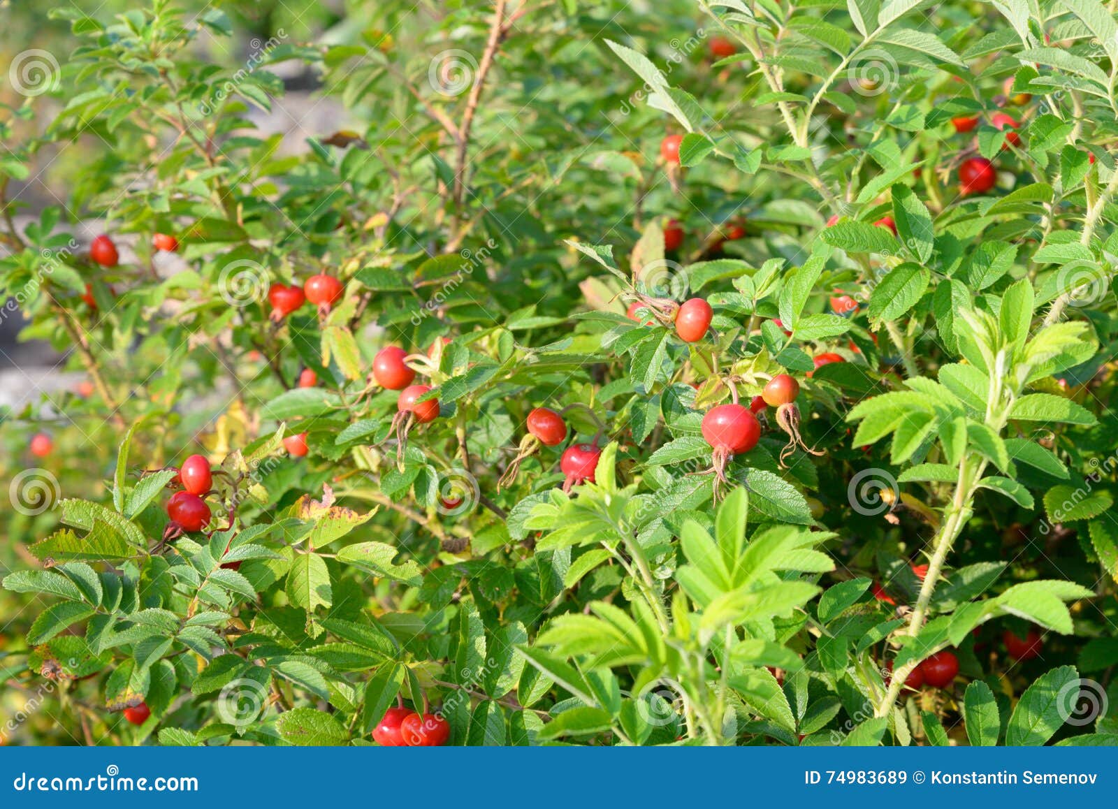 Frutas En Ramas Color De Rosa Salvajes Imagen de archivo - Imagen de ...