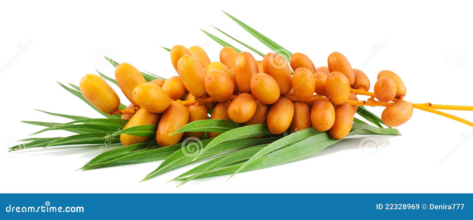 Frutas frescas da tâmara imagem de stock. Imagem de filial - 22328969