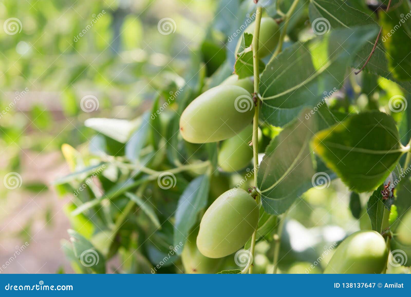 Frutas Inmaduras De La Azufaifa Imagen de archivo - Imagen de verde ...