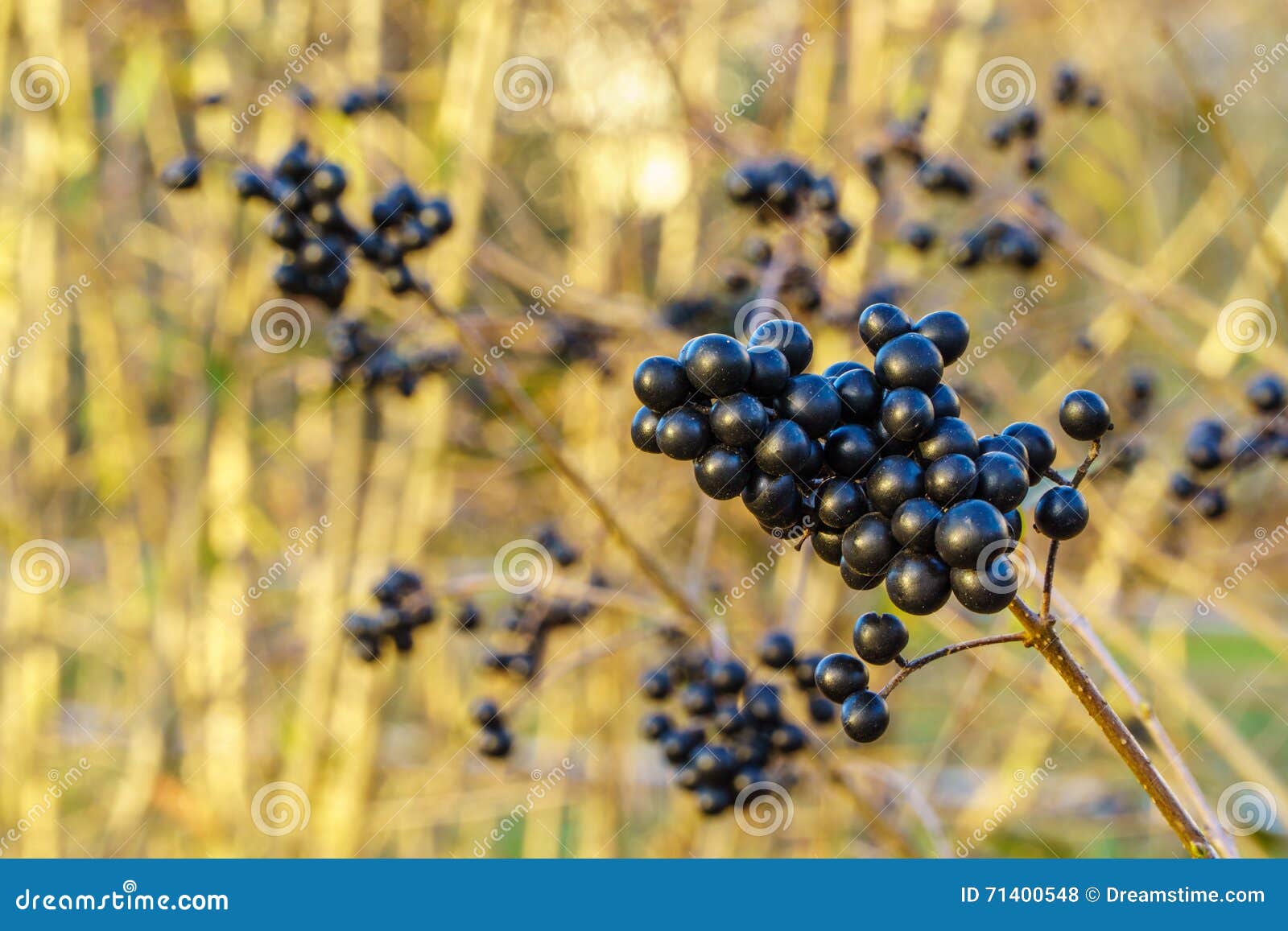 Frutas negras foto de archivo. Imagen de frescura, fresco - 71400548