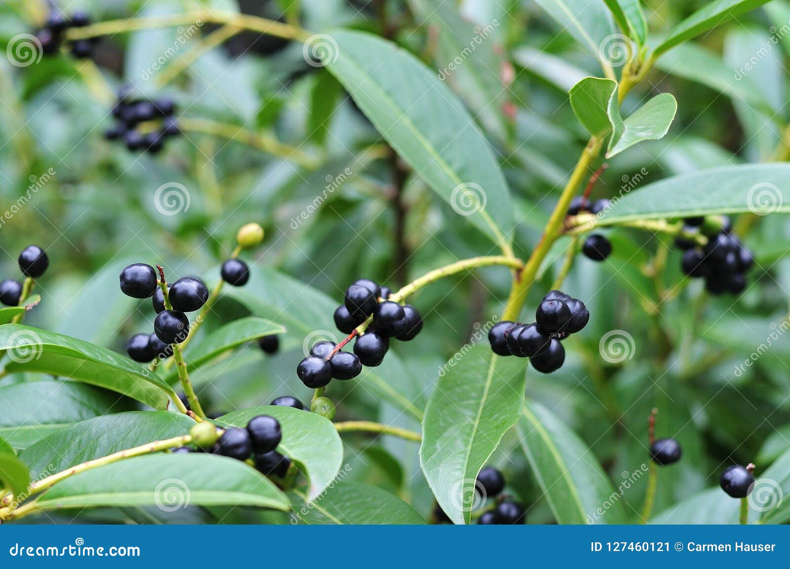 Frutas Negras De Un Laurel De Cereza Imagen de archivo - Imagen de ...
