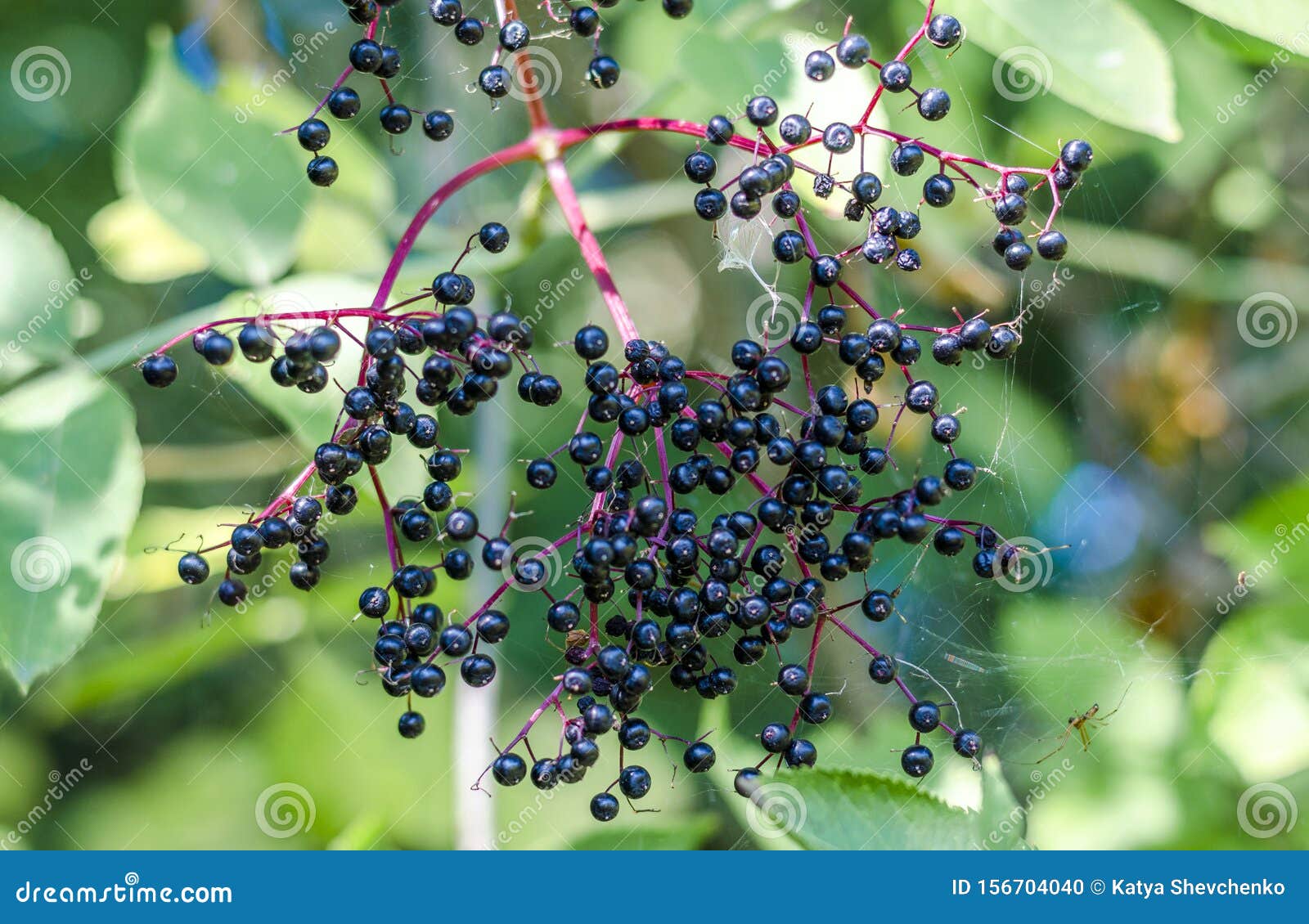 Frutas Negras En Un Arbusto Foto de archivo - Imagen de coleccionar ...