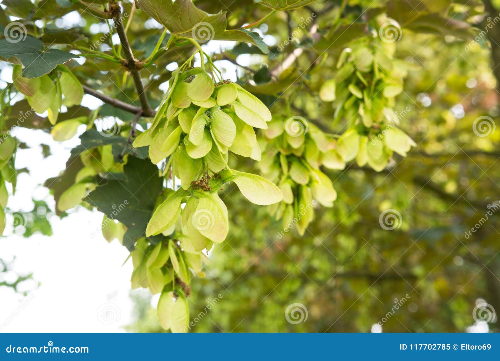 Frutas o samaras del arce imagen de archivo. Imagen de especie - 117702785