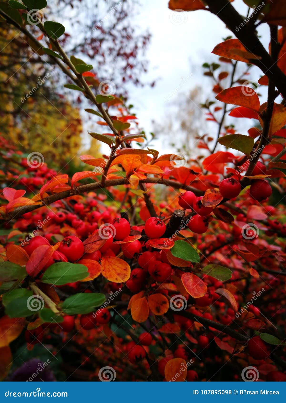 Frutas rojas foto de archivo. Imagen de verde, frutas - 107895098