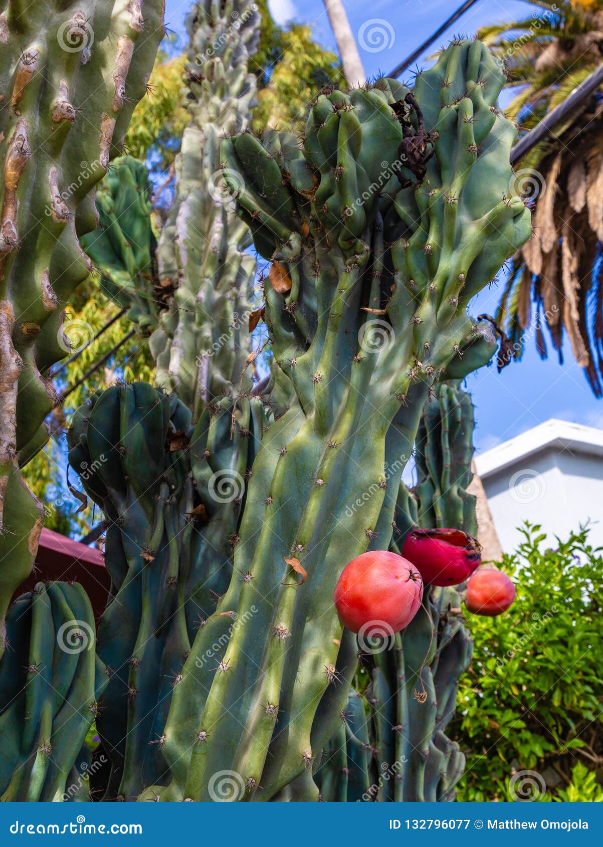 Frutas Rojas Del Cactus De San Pedro Imagen de archivo - Imagen de ...