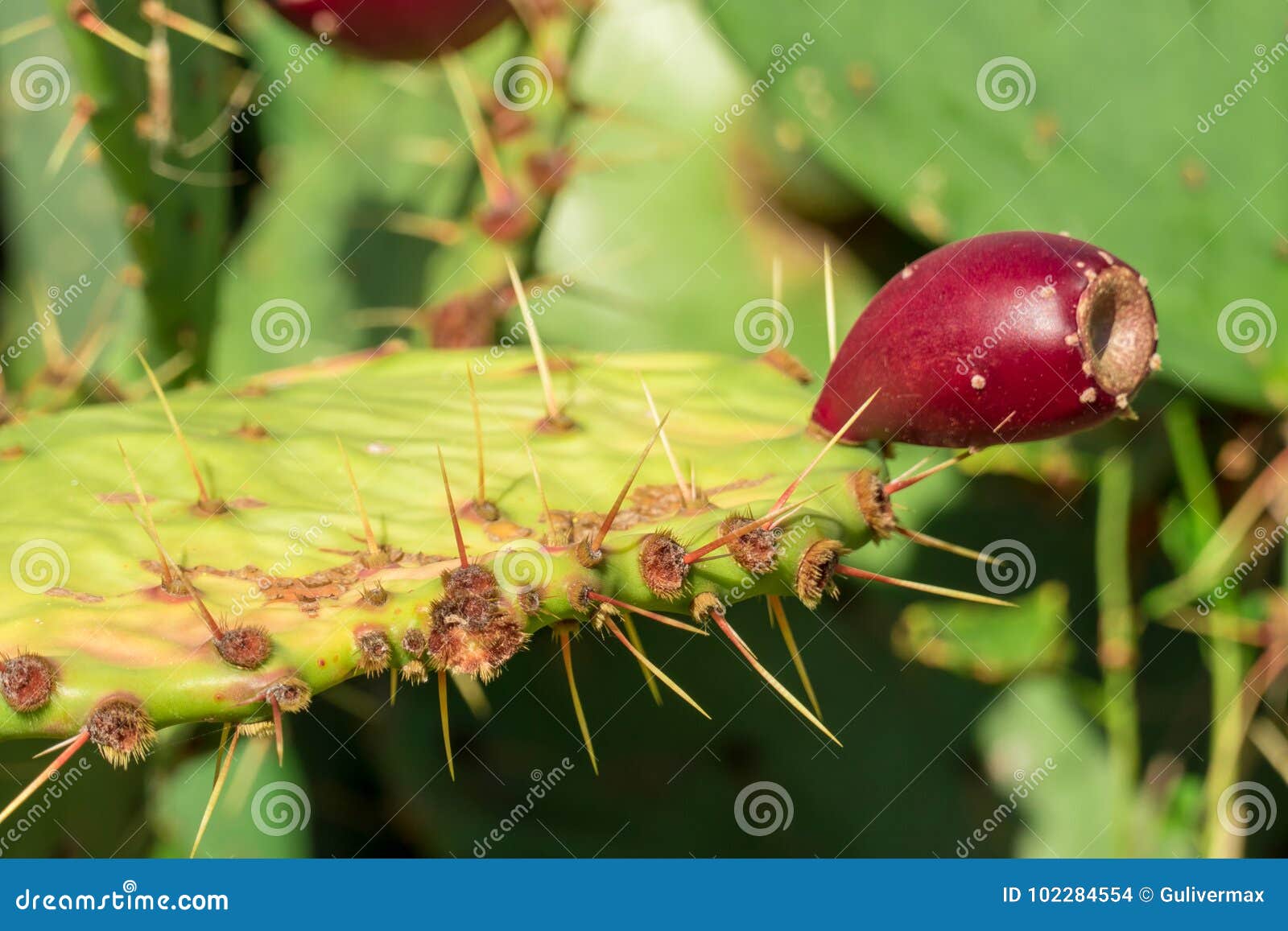 Frutas Rojas Del Cactus Espinoso Foto de archivo - Imagen de color ...