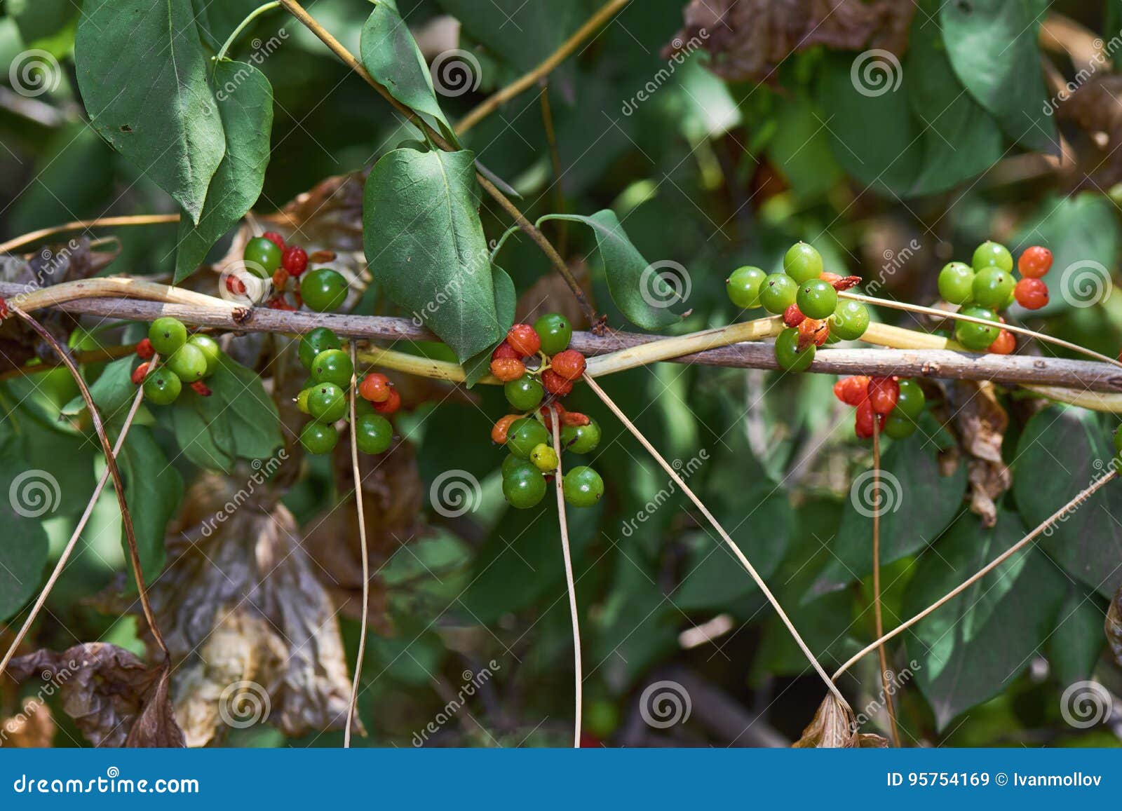 Frutas rojas del veneno imagen de archivo. Imagen de travieso - 95754169
