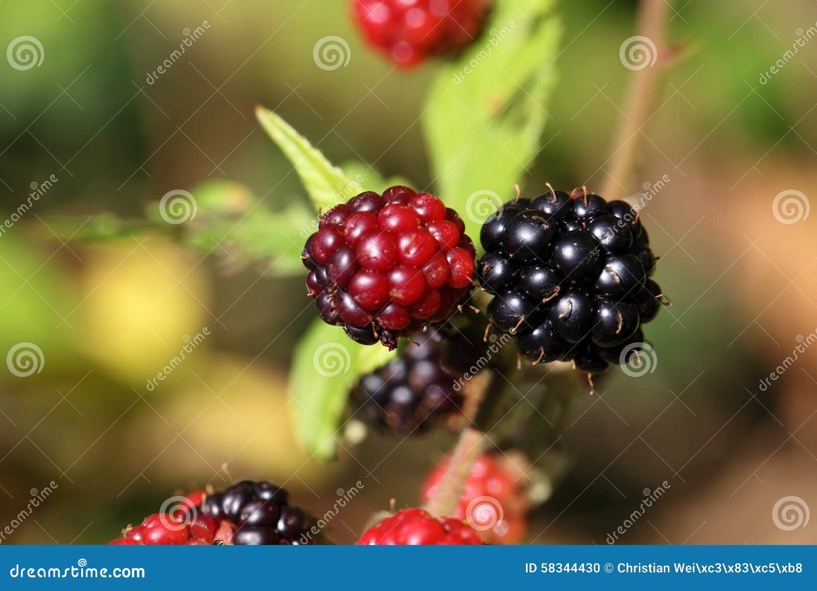 Frutas Rojas Y Negras De La Zarzamora Foto de archivo - Imagen de ...