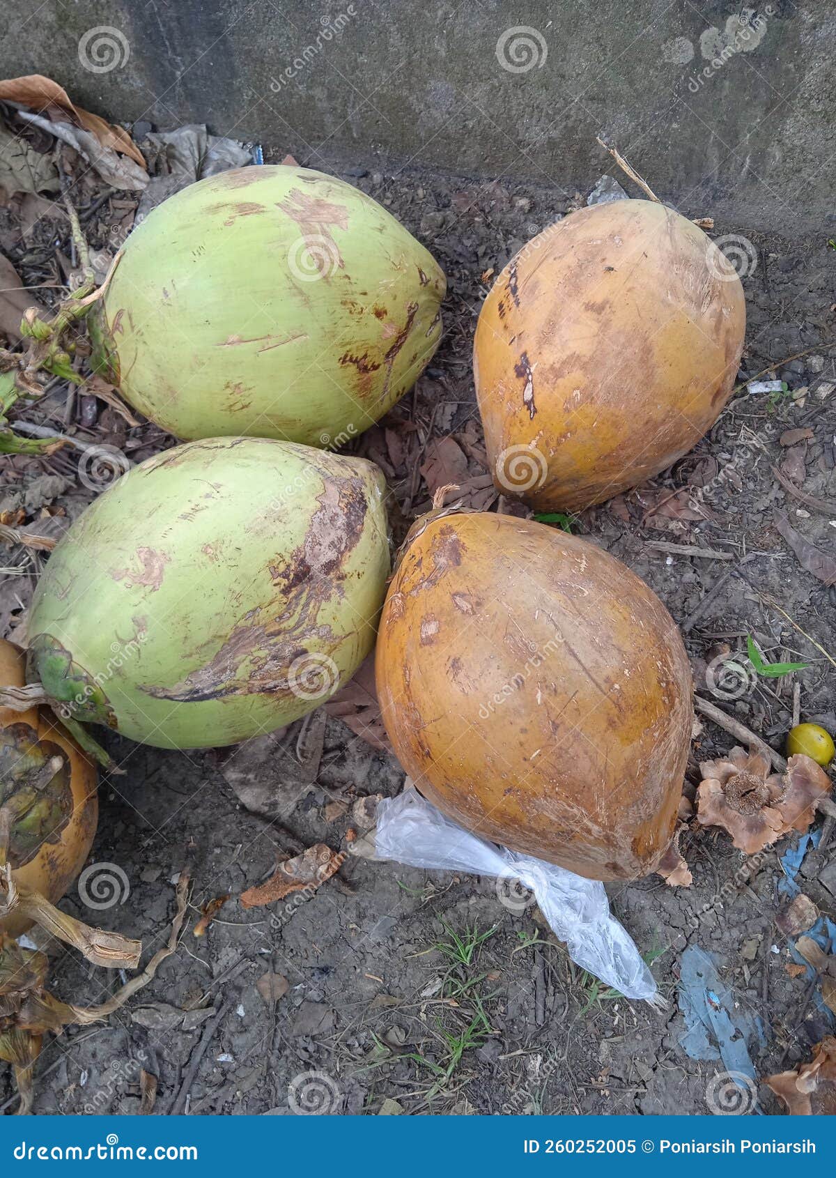 Frutas Tropicales De Coco Con Muchas Ventajas Imagen de archivo ...