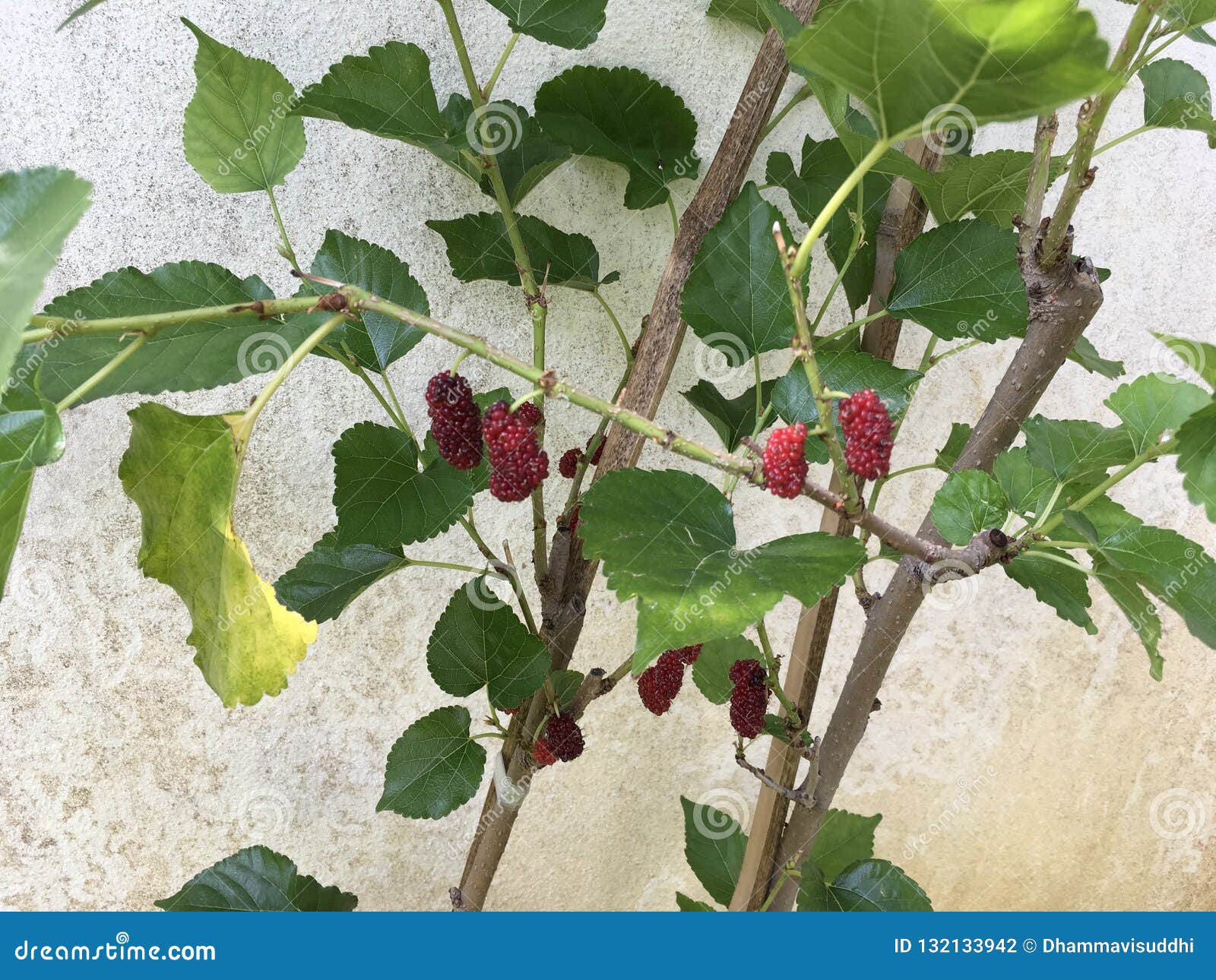Frutas Tropicales De La Mora Roja Foto de archivo - Imagen de frutas ...