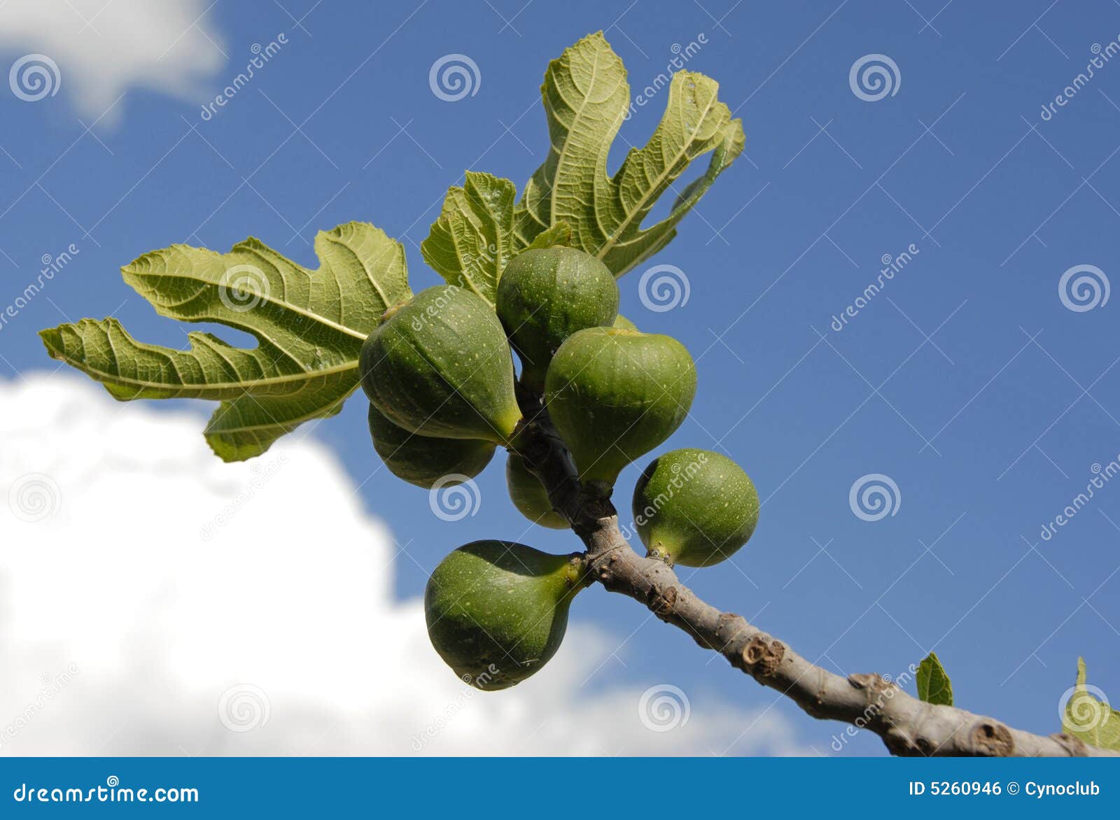Frutas y hoja del higo foto de archivo. Imagen de cielo - 5260946