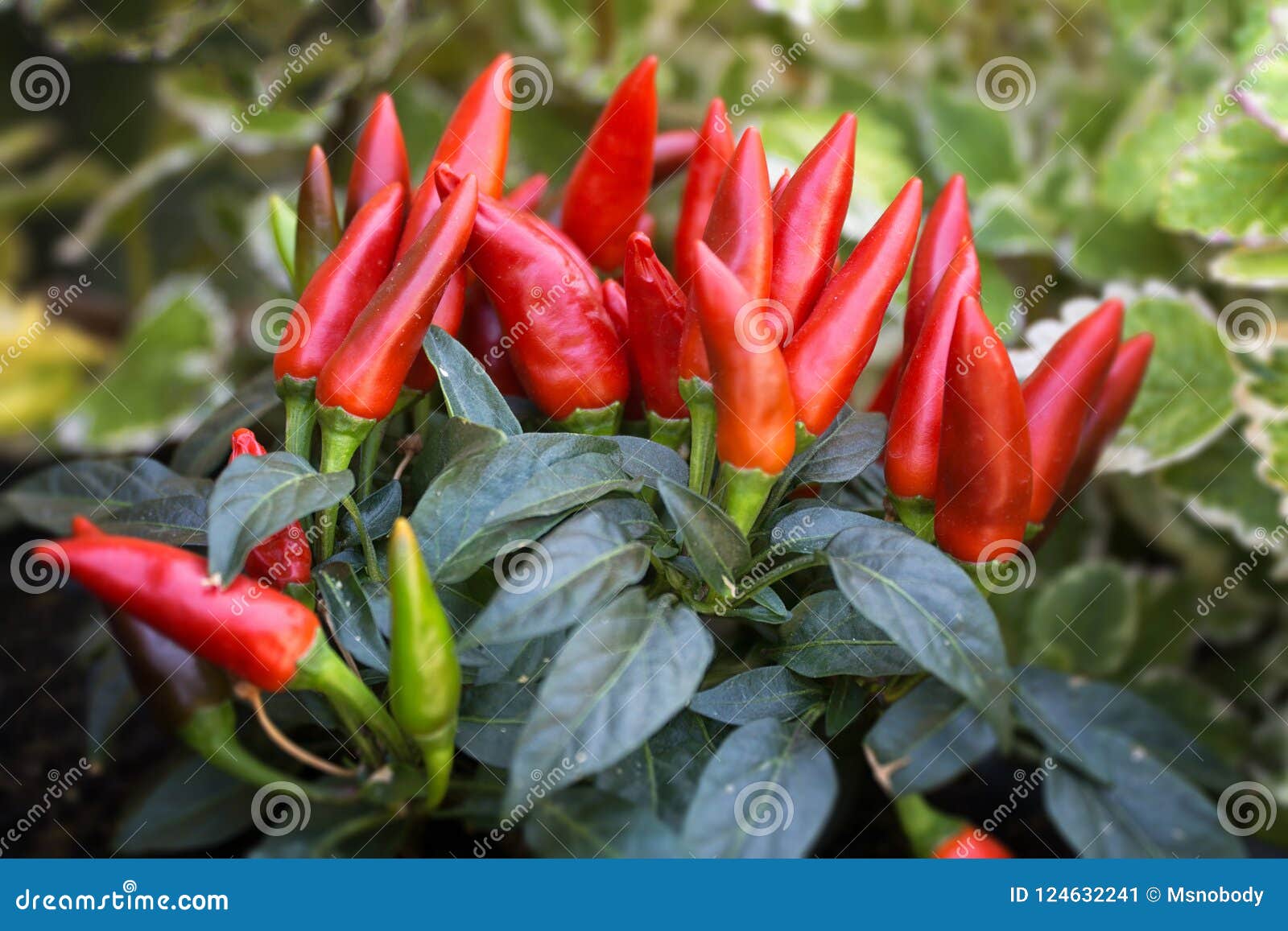 Frutescens Do Capsicum Da Planta Da Pimenta Vermelha Imagem de Stock ...