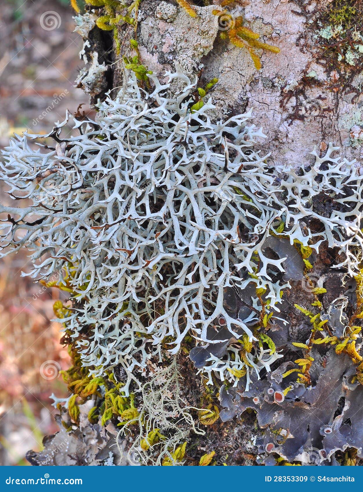 Fruticose Lichen `Usnea` Old Man`s Beard Or Beard Lichen Growing On ...